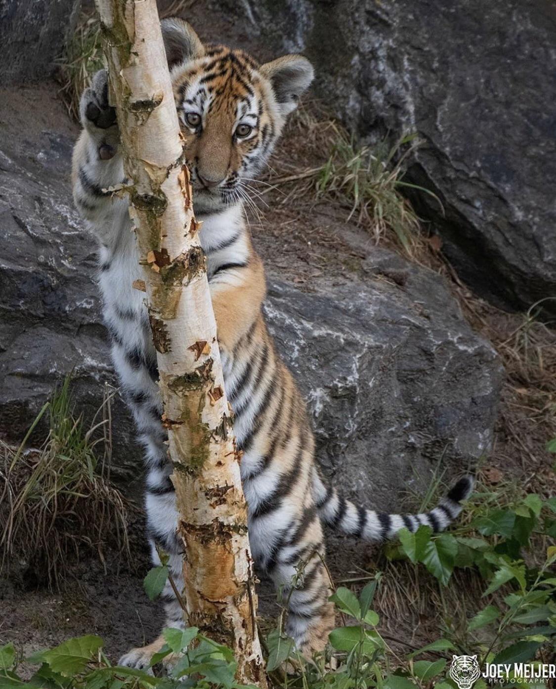 Scratching Post | Scrolller