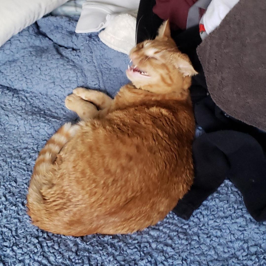 Scrunge on the laundry | Scrolller