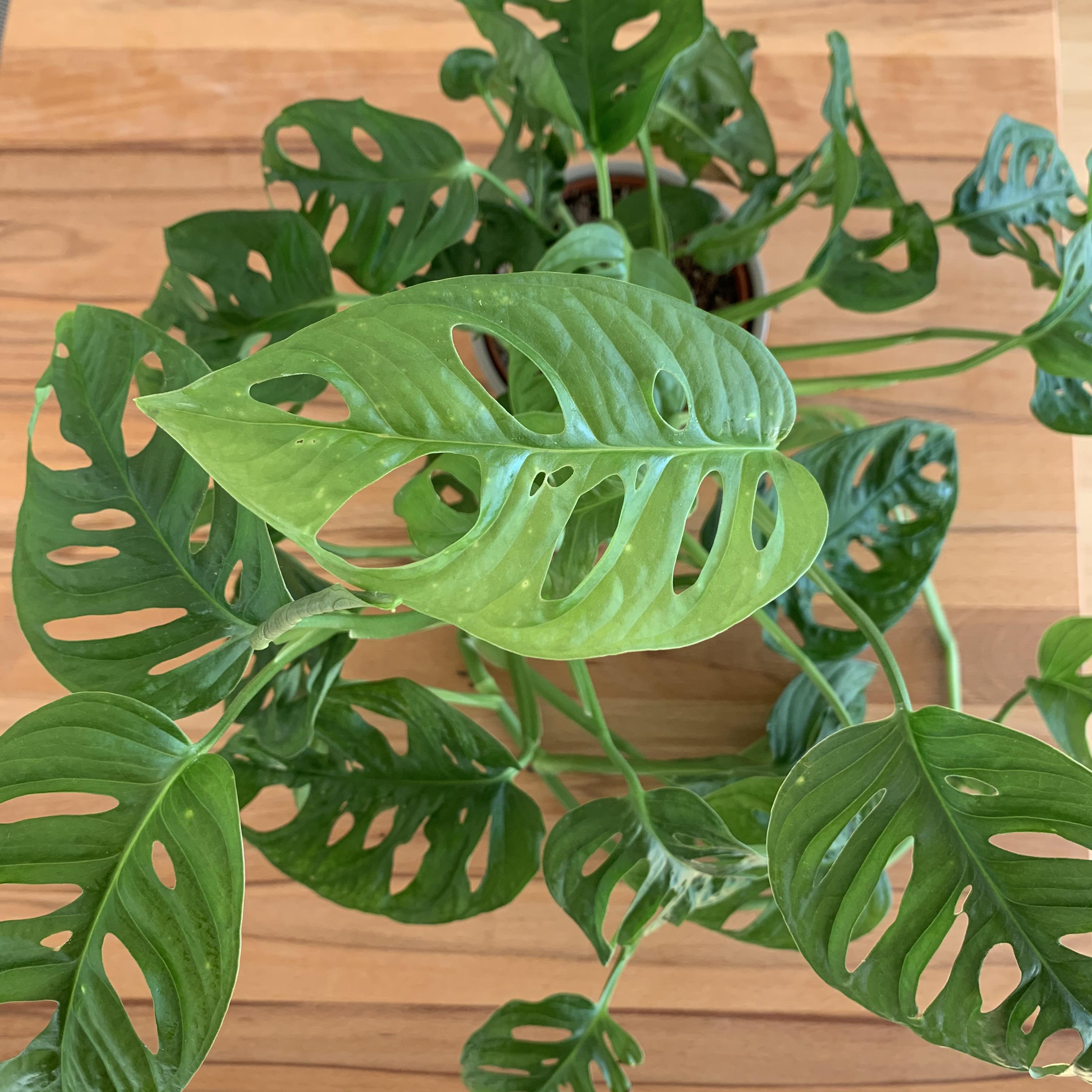 Second row of fenestration! That means my monstera is officially an adult now. | Scrolller
