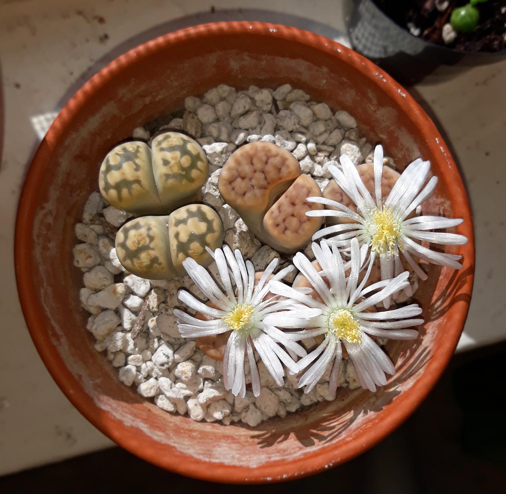 Second set of blooms for me. Ever! 😍 | Scrolller