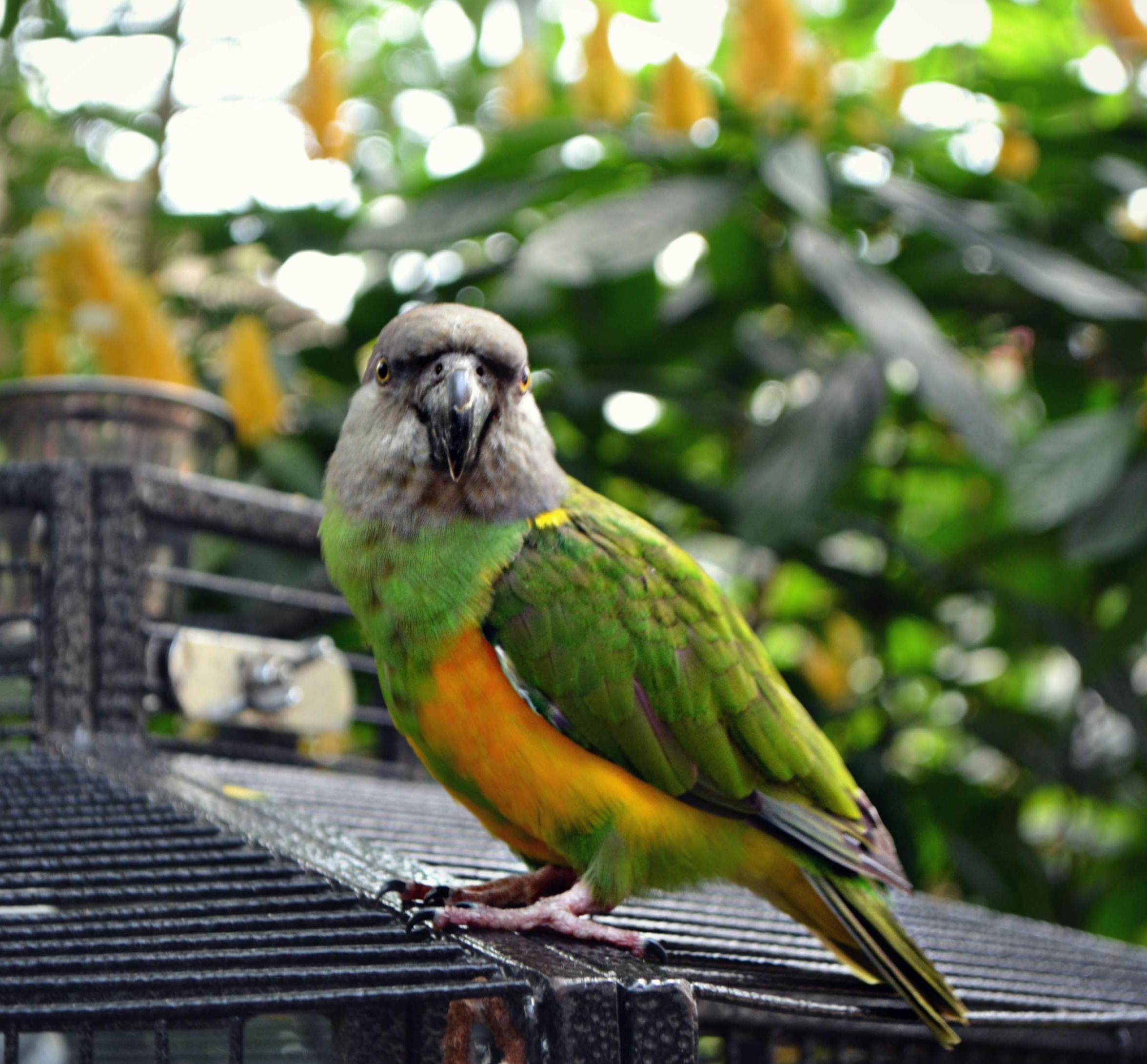 Senegal Parrot (OC) | Scrolller