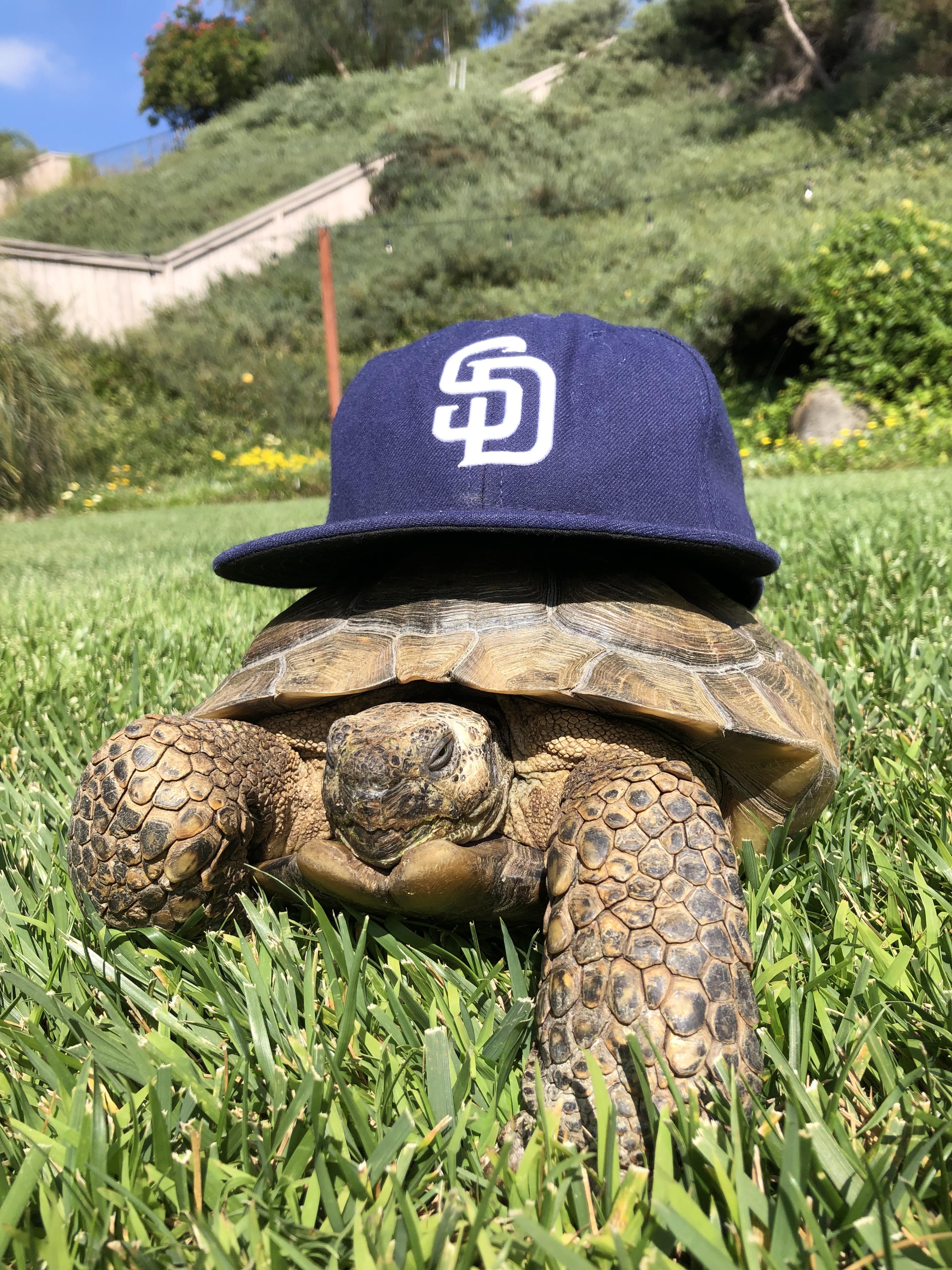 SERIES SWEEP TORTOISE #3 | Scrolller