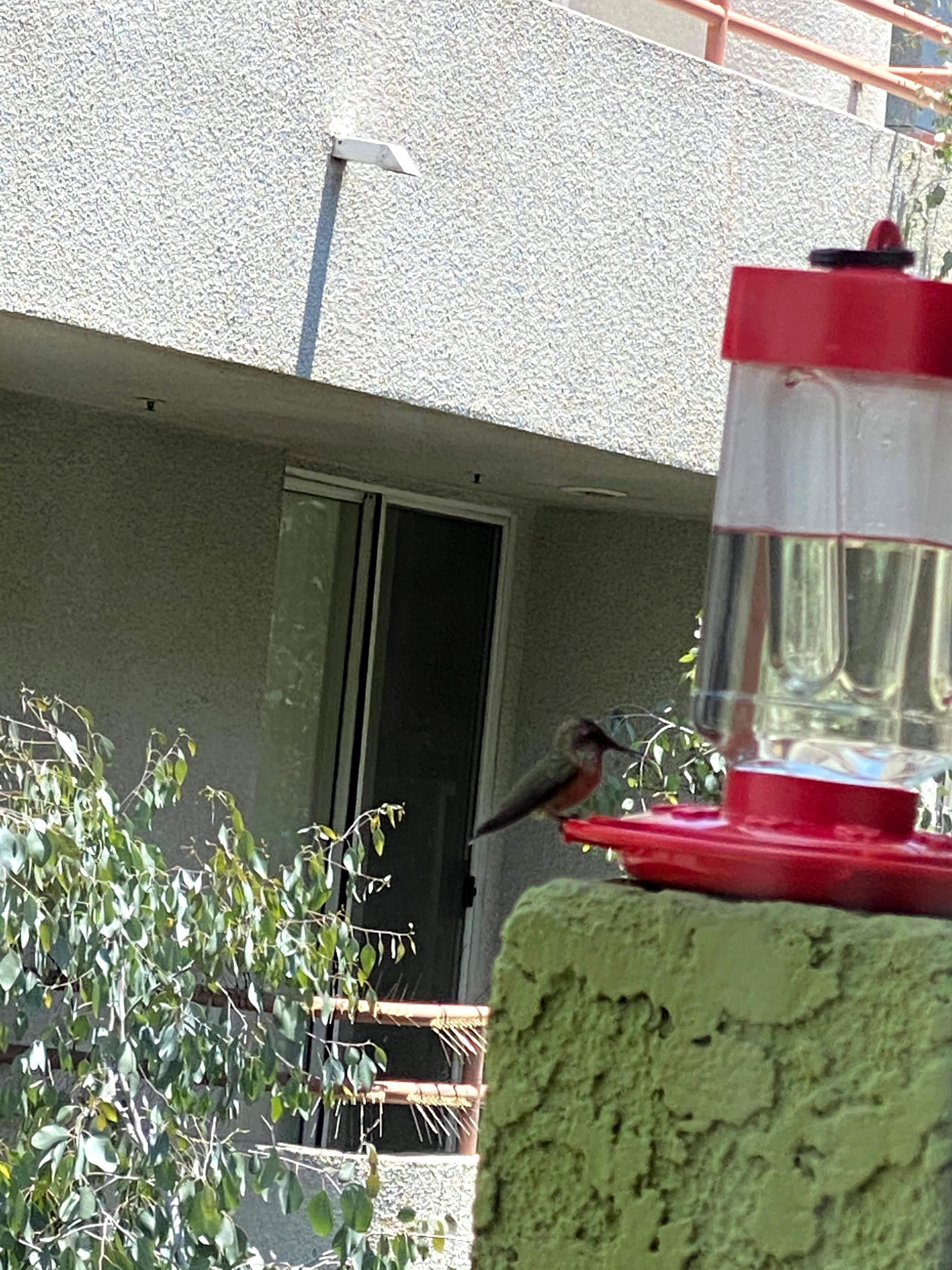 Set up a feeder as one of my many quarantine projects. Looks like I have a new friend! | Scrolller