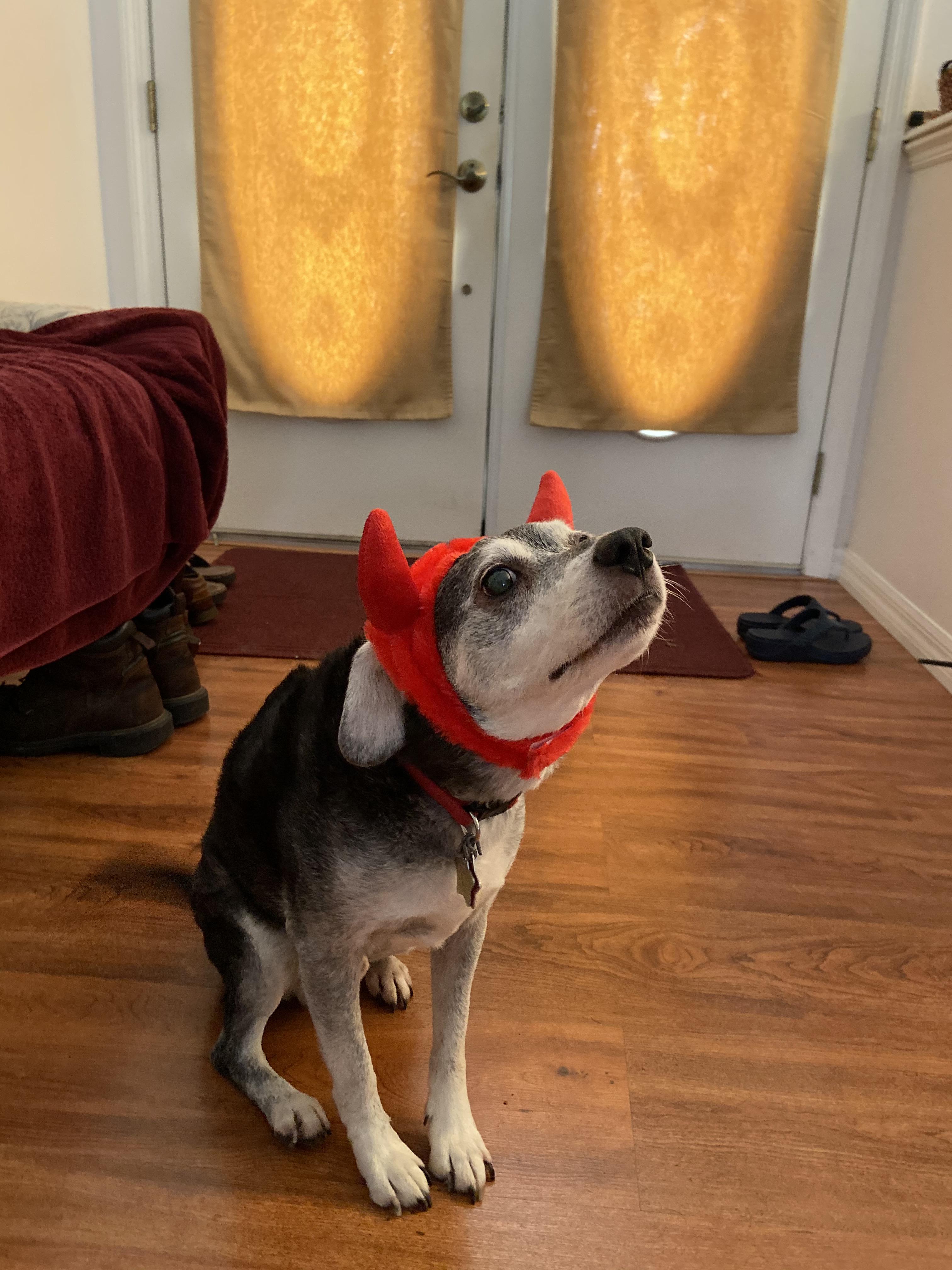 Shadow did not know what to do when we put his new horns on | Scrolller