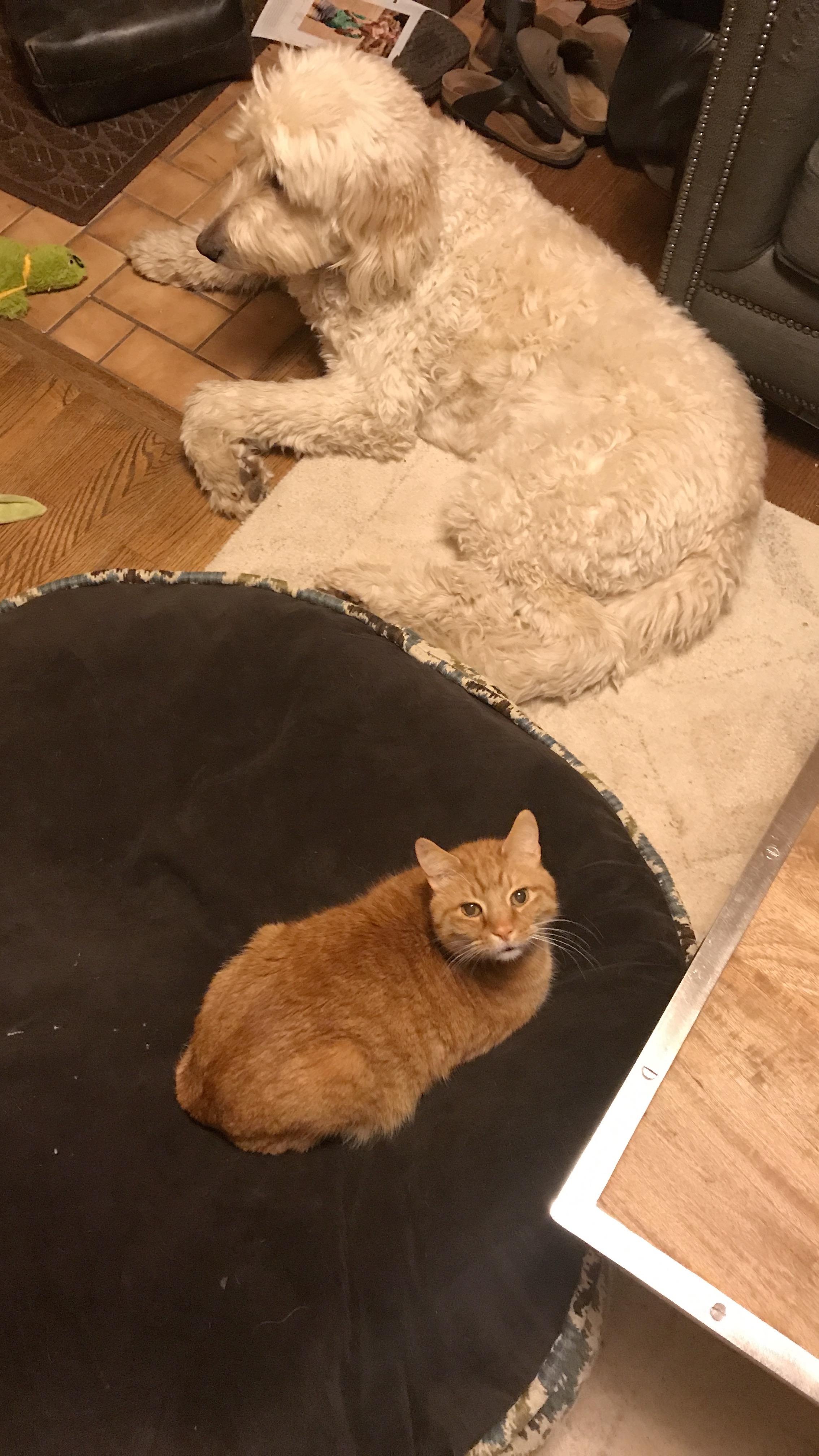 Shameless | Scrolller