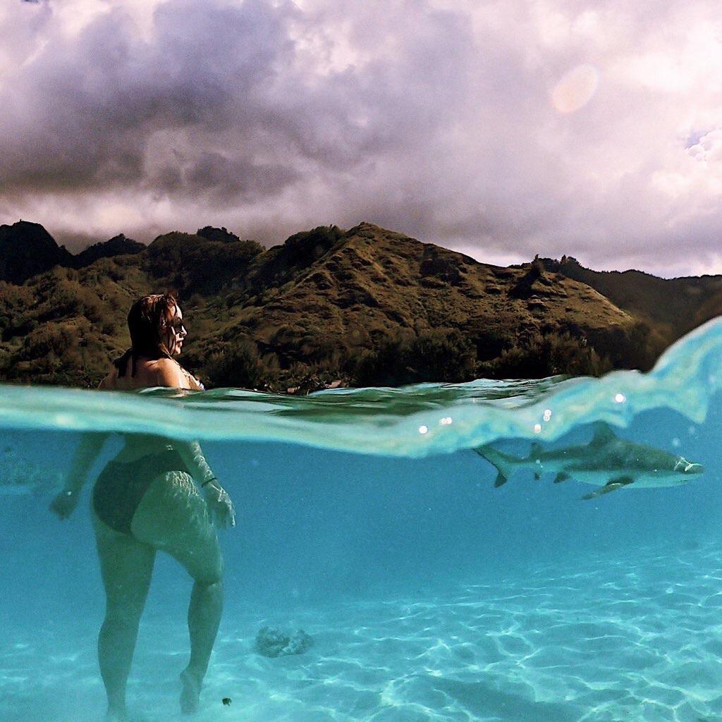 Shark Bait | Scrolller