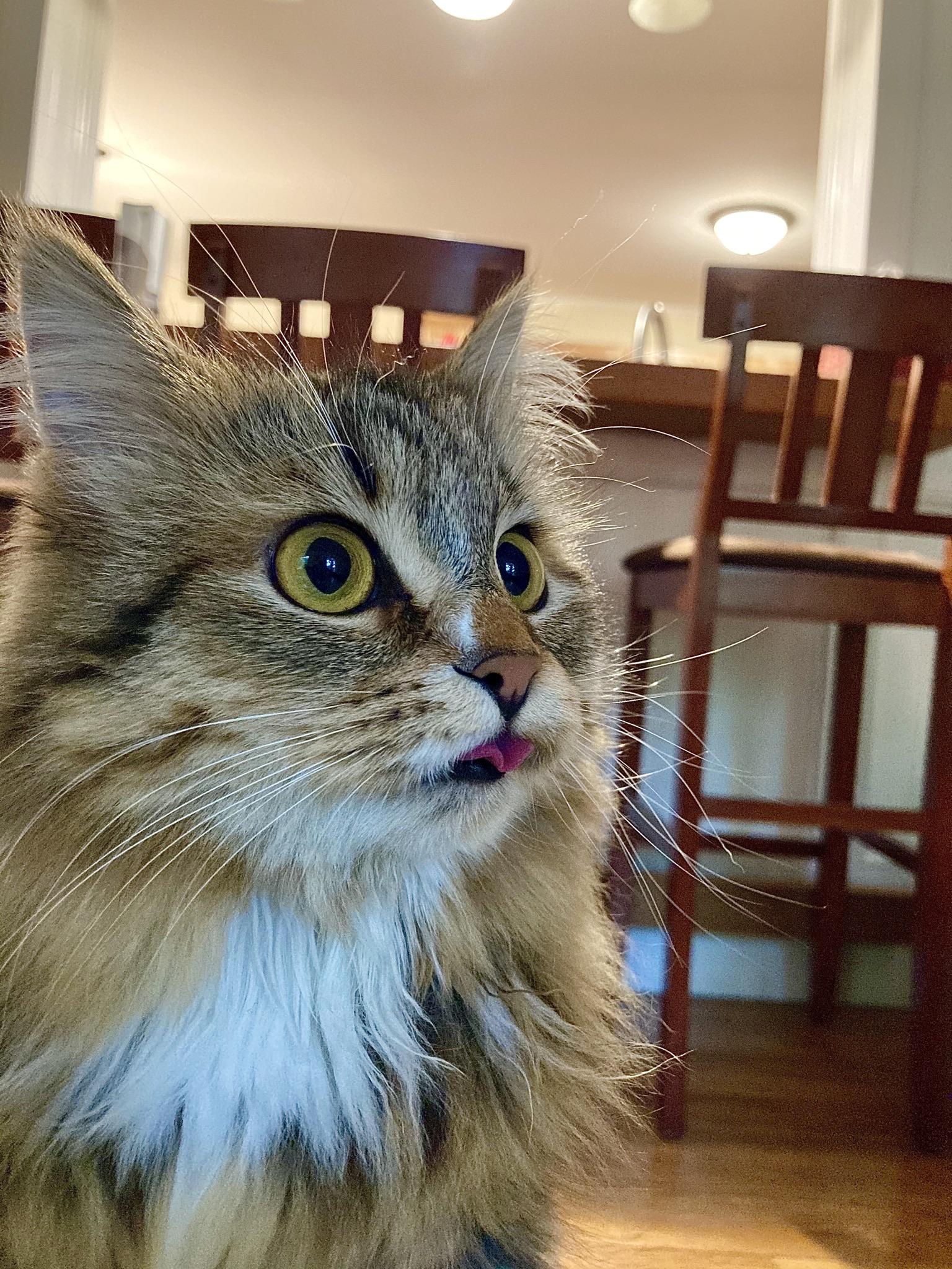 She blep | Scrolller