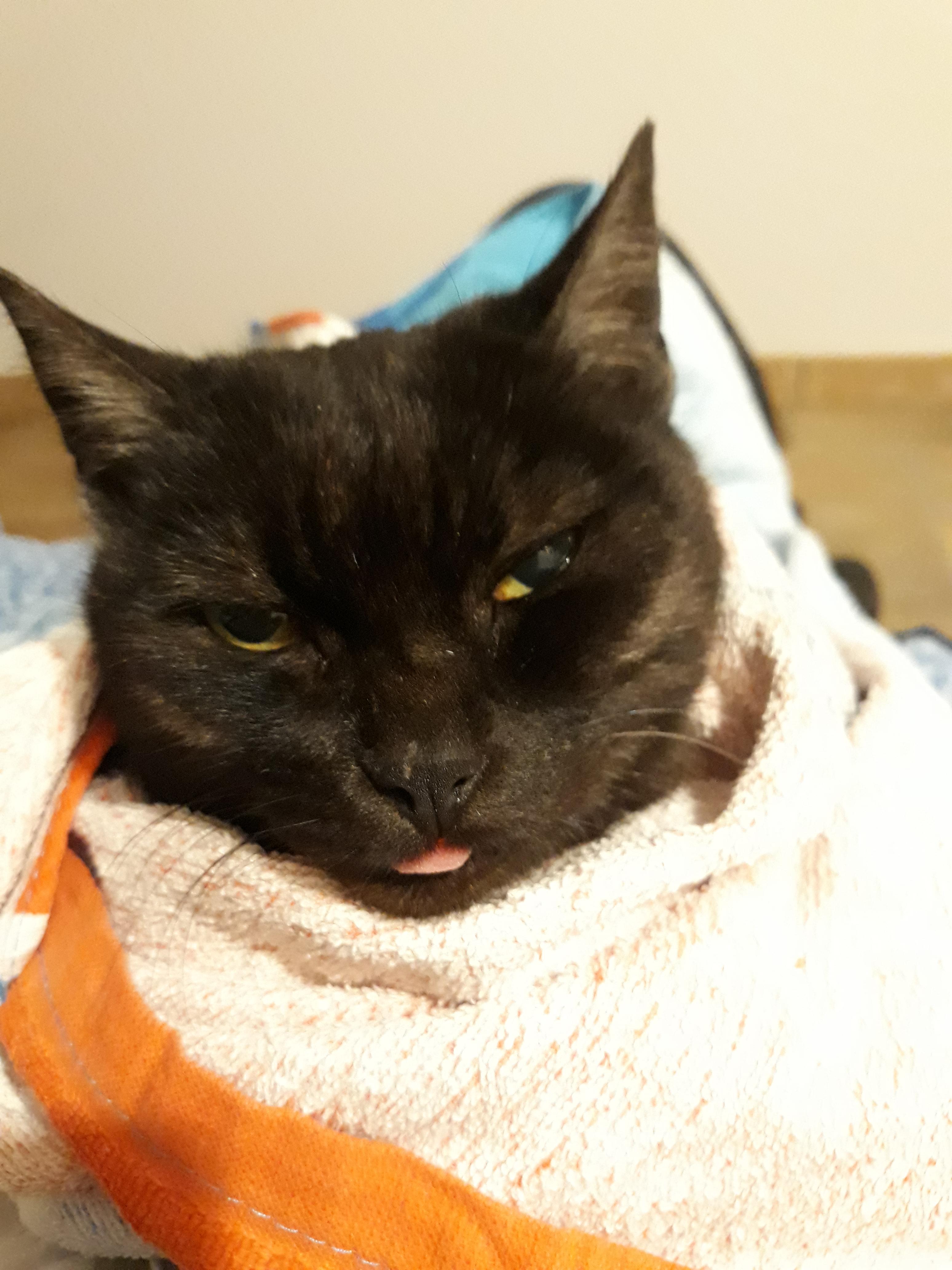 She did the blep when I wrapped her in a towel | Scrolller