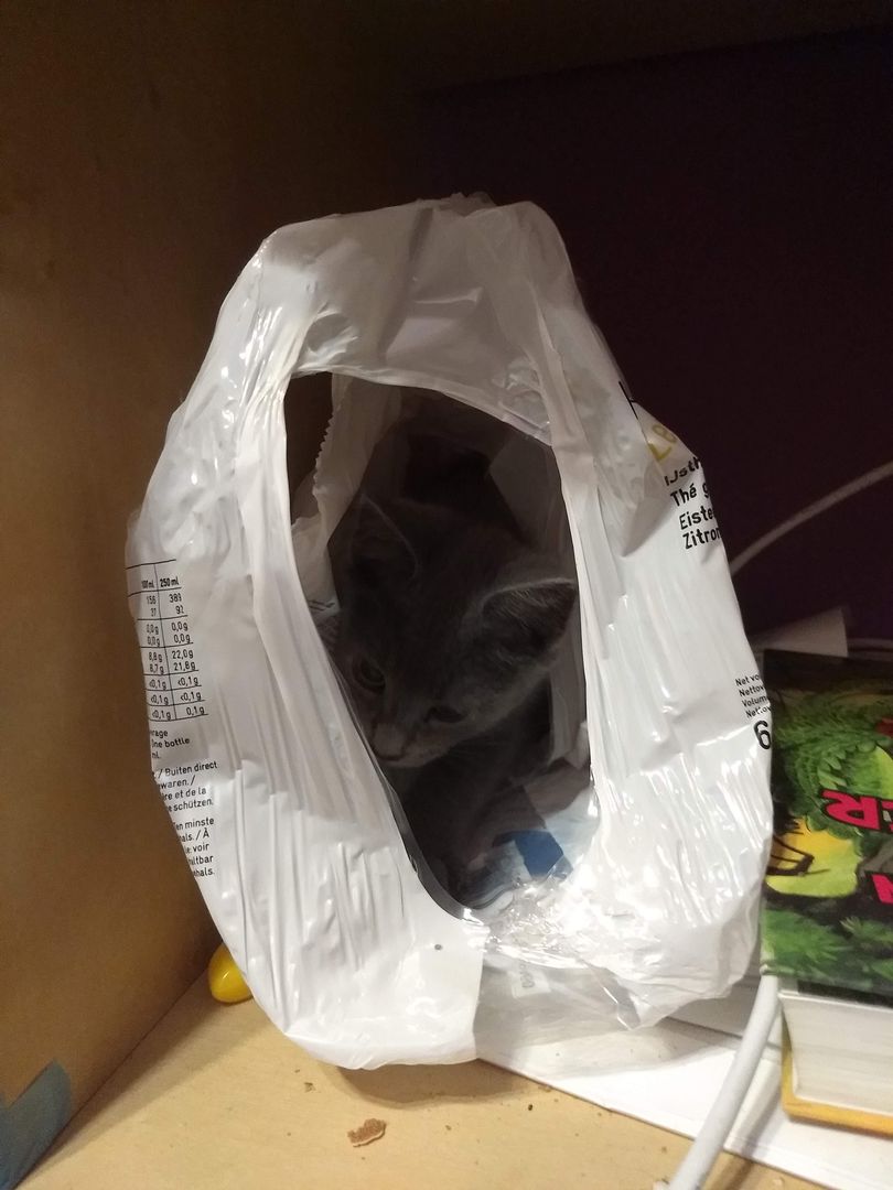 she found her new toy. | Scrolller