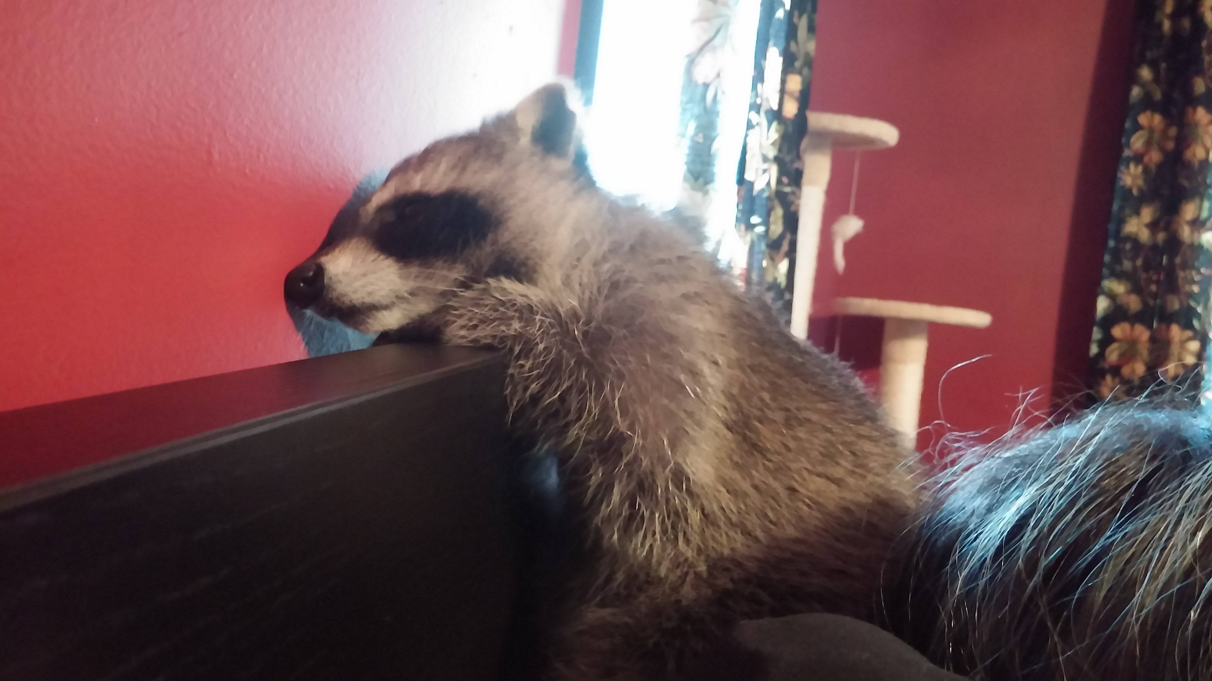 She has some really odd sleeping habits. | Scrolller