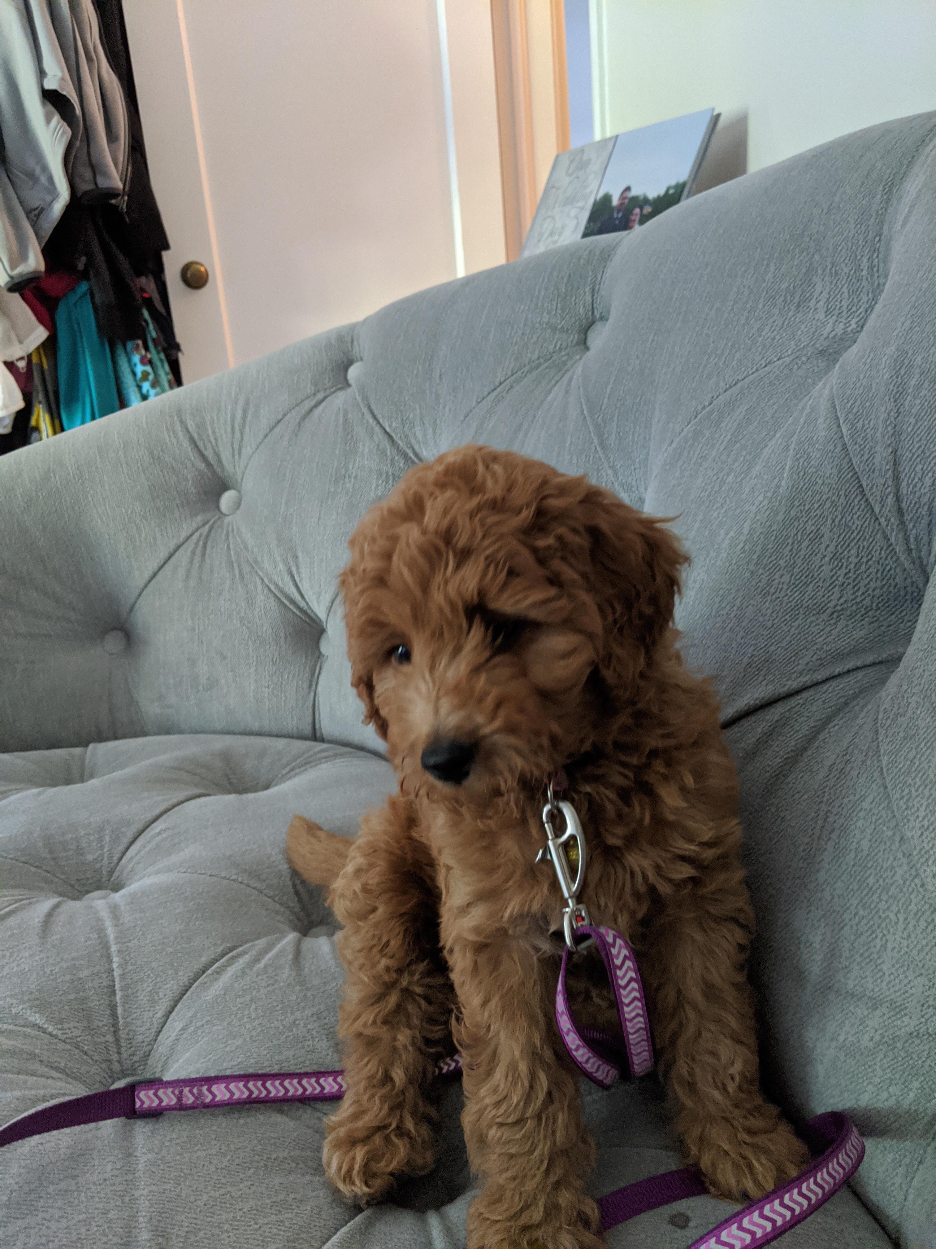 She home! Meet Penny F1B micro mini. | Scrolller