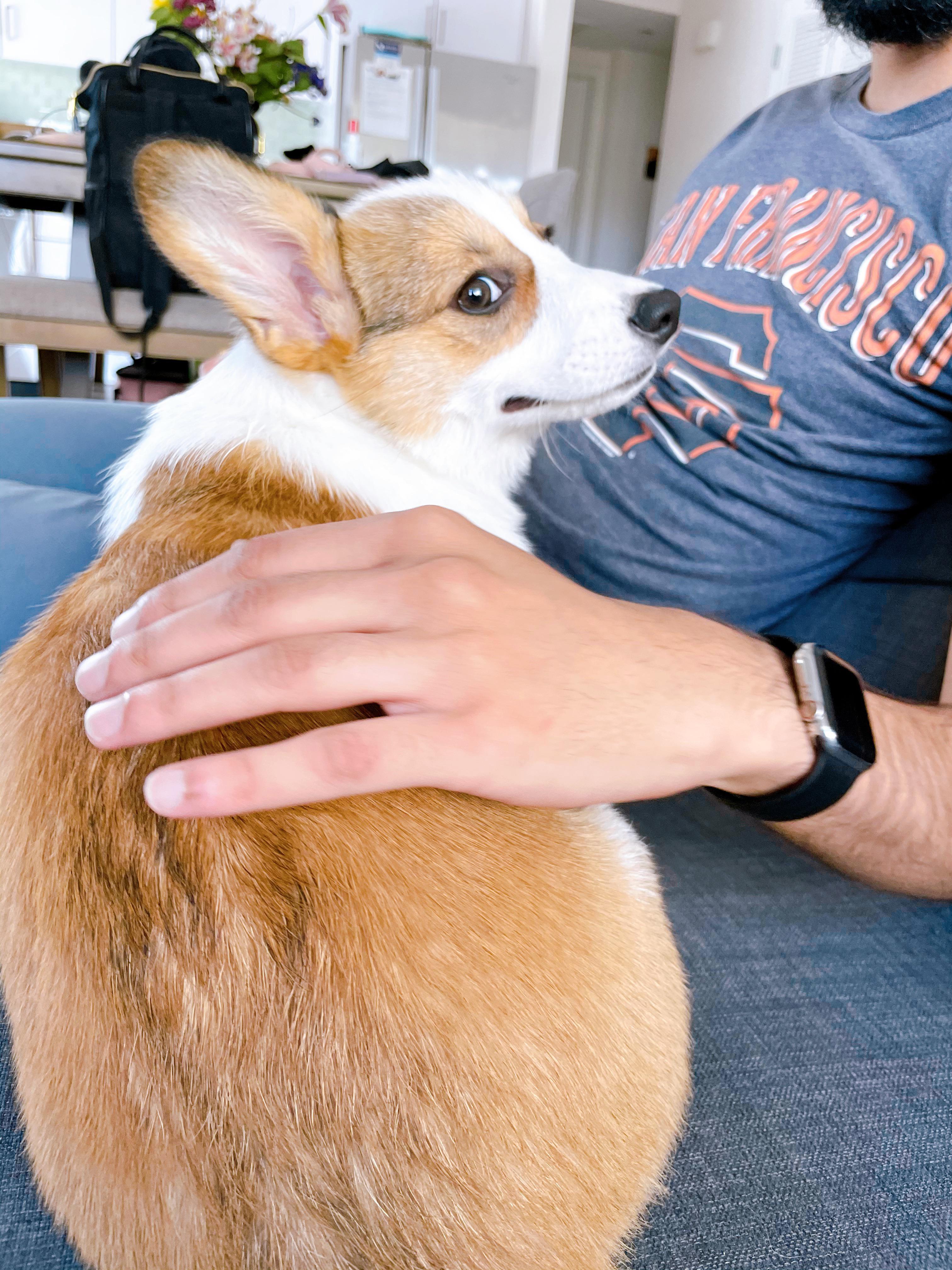 Discover more like Corgi: She knows she’s a total bombshell I swear and Related Content | Scrolller