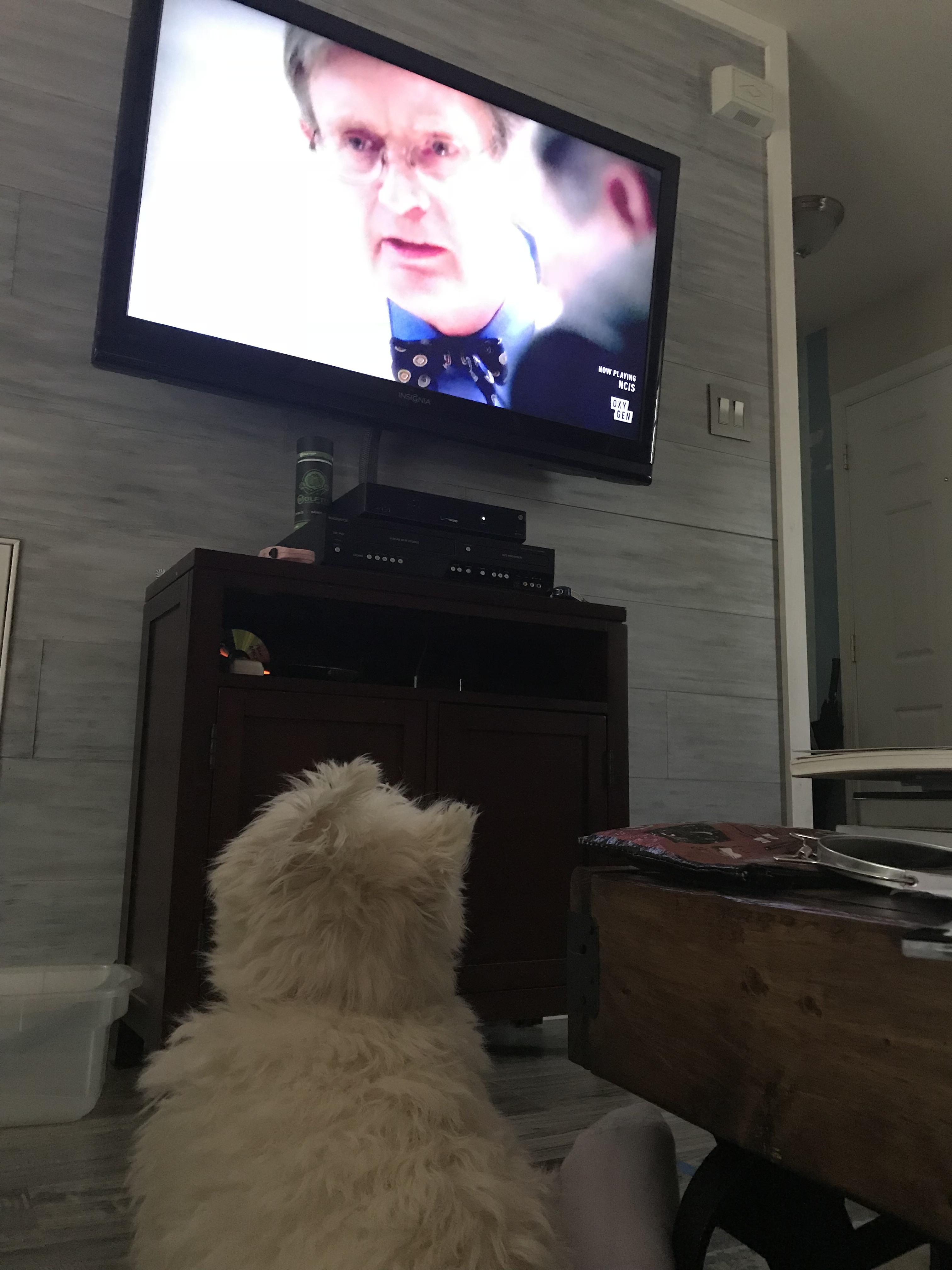 She loves her NCIS | Scrolller