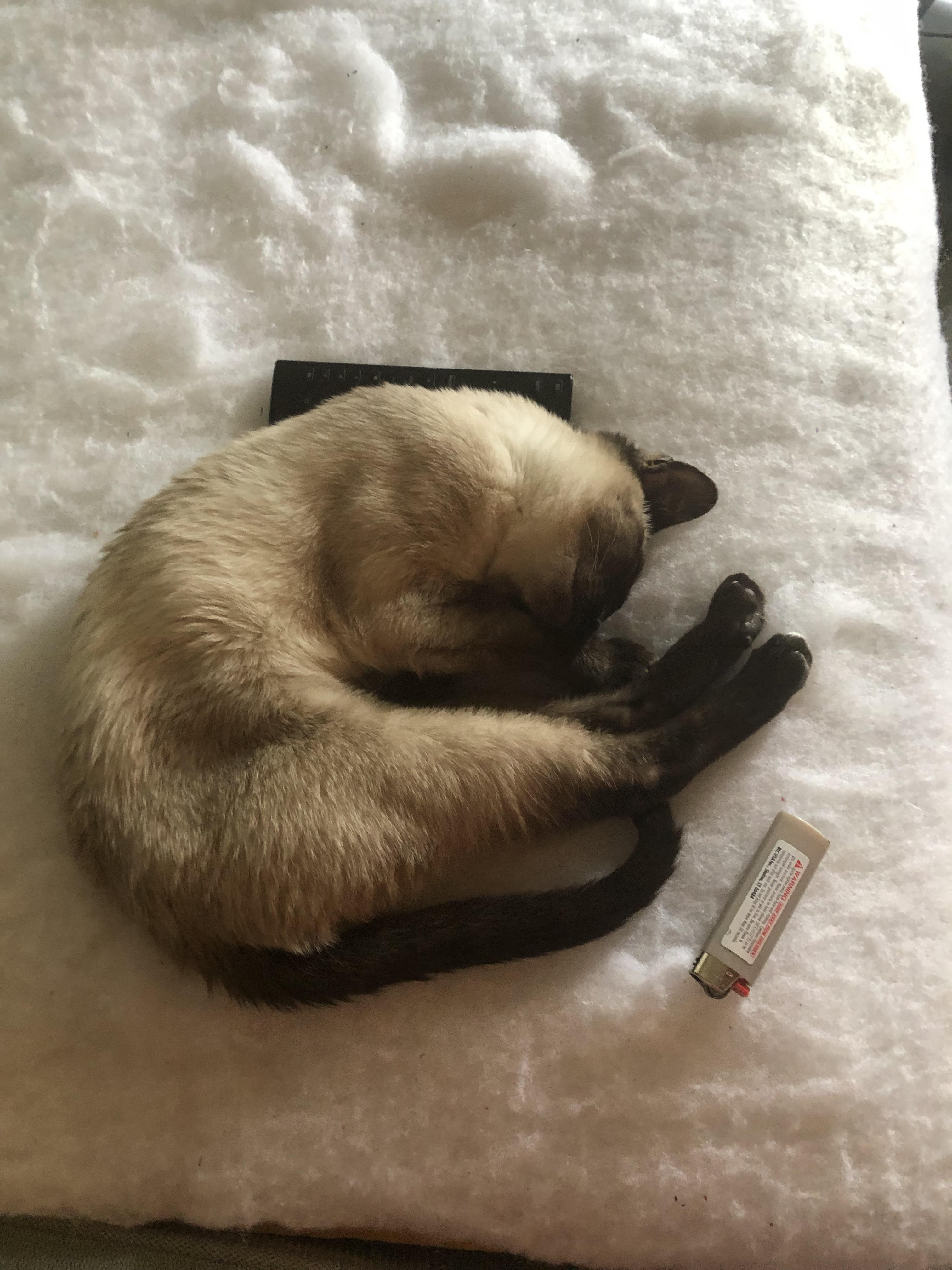 She’s tiny! | Scrolller