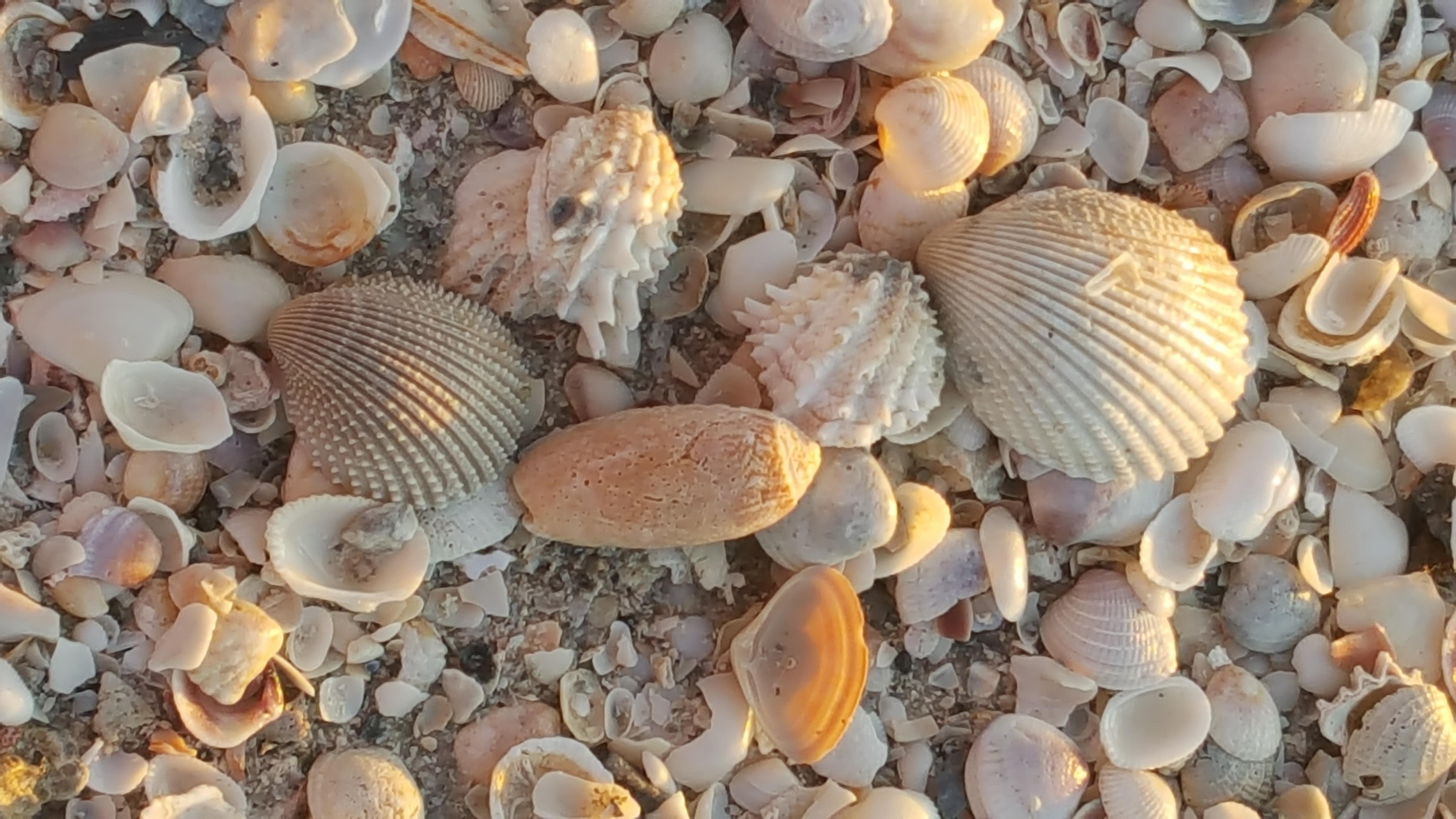She sells, sea shells - on the sea shore : Anna Maria 😊 | Scrolller