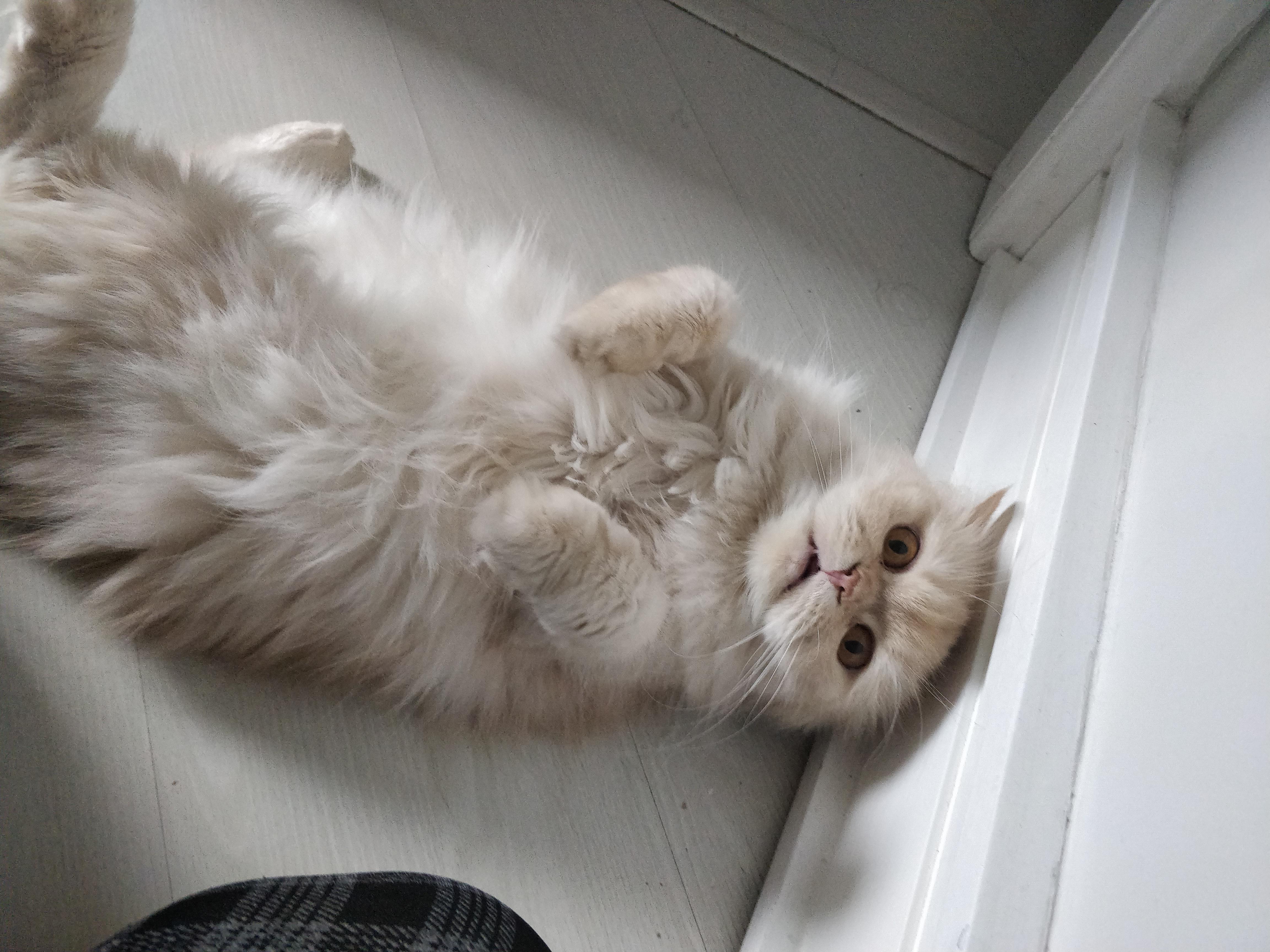 She startled | Scrolller