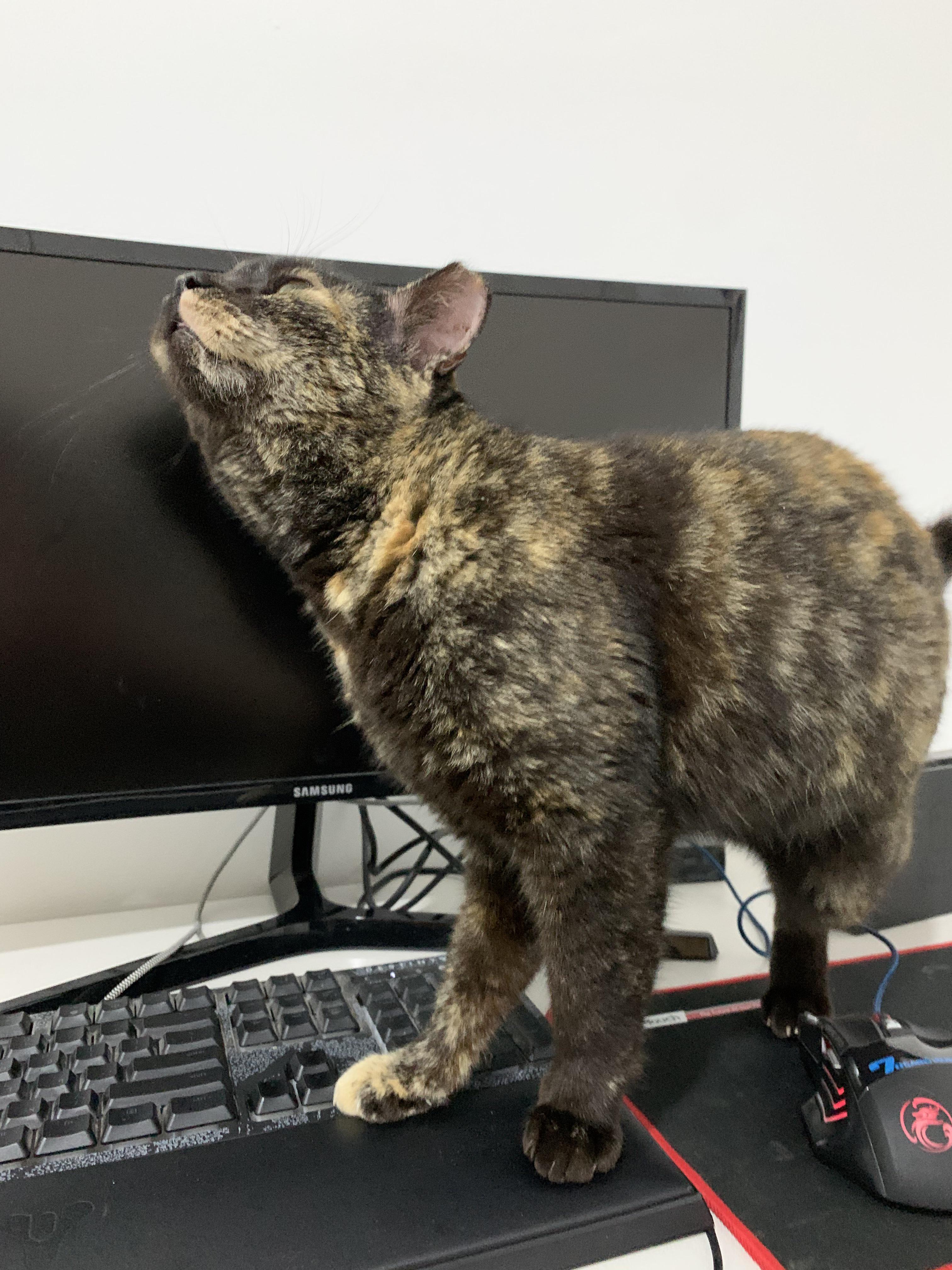 She stole my computer setup | Scrolller