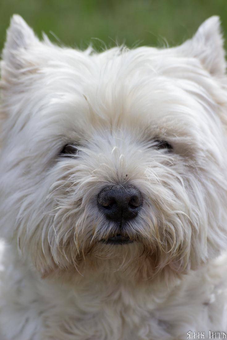 She's like a fluffy little polar bear | Scrolller