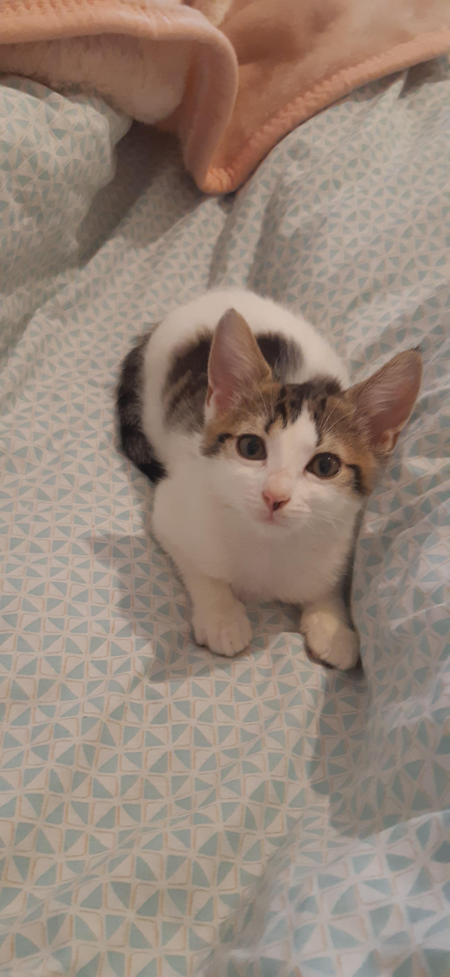 She's smol but ferocious! [OC] | Scrolller