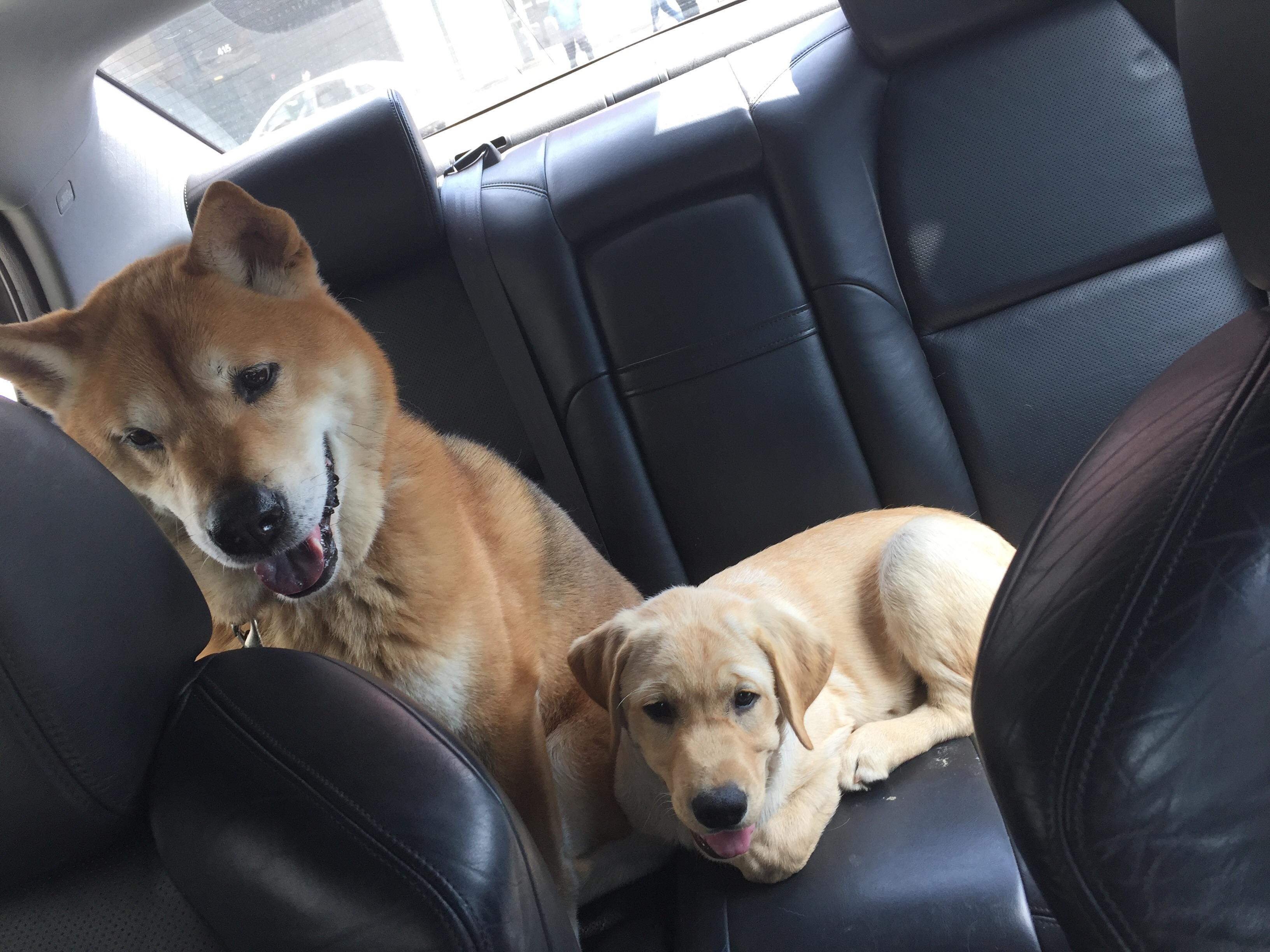 Shiba inu & yellow lab | Scrolller