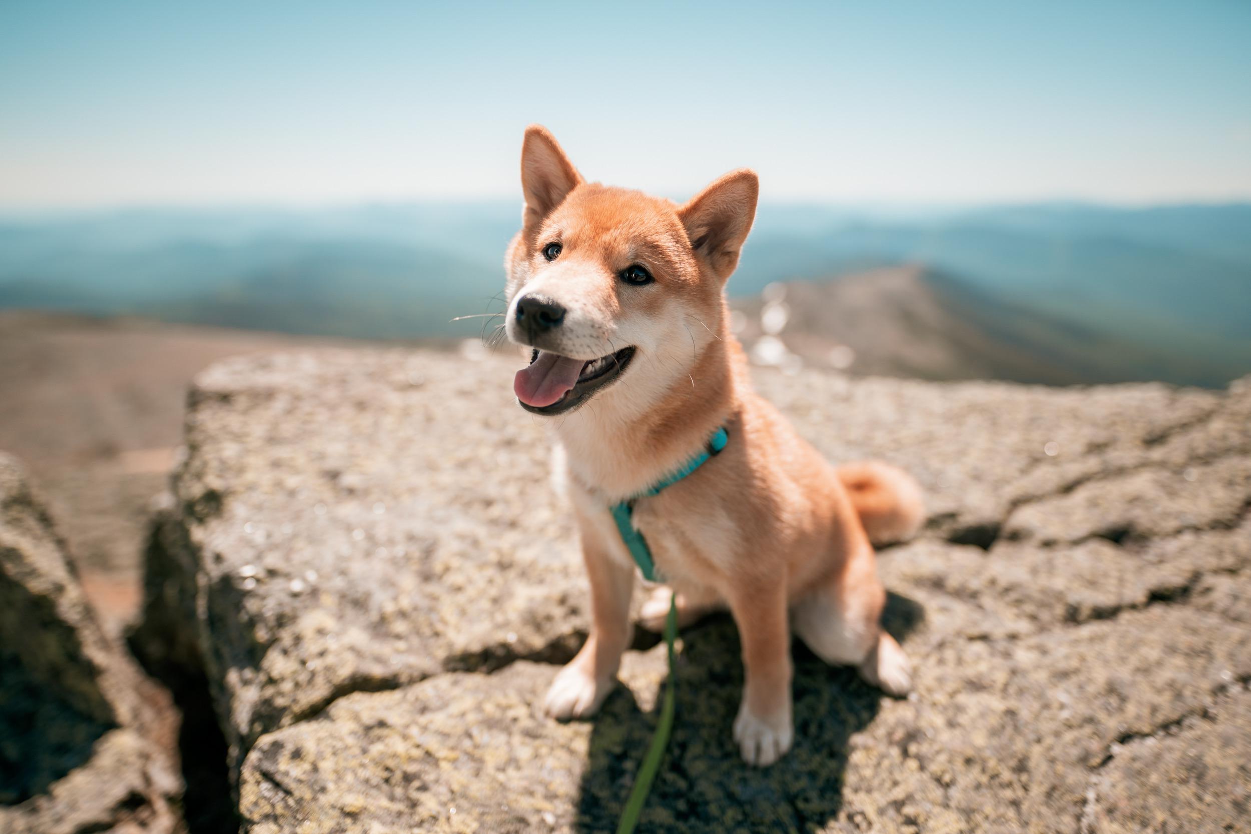 Shibe explores Mount Washington | Scrolller