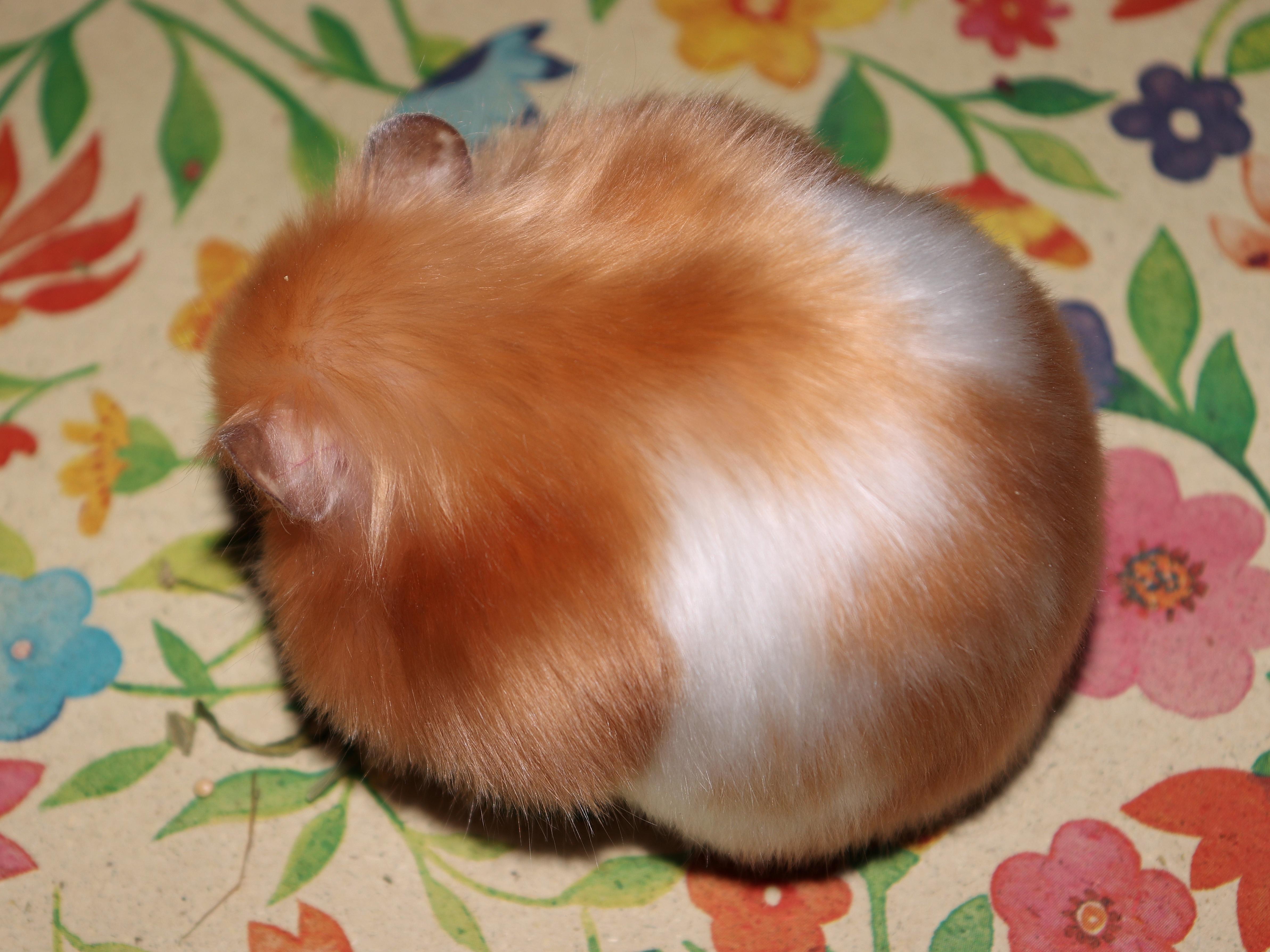Shiny horb (hamster orb) | Scrolller