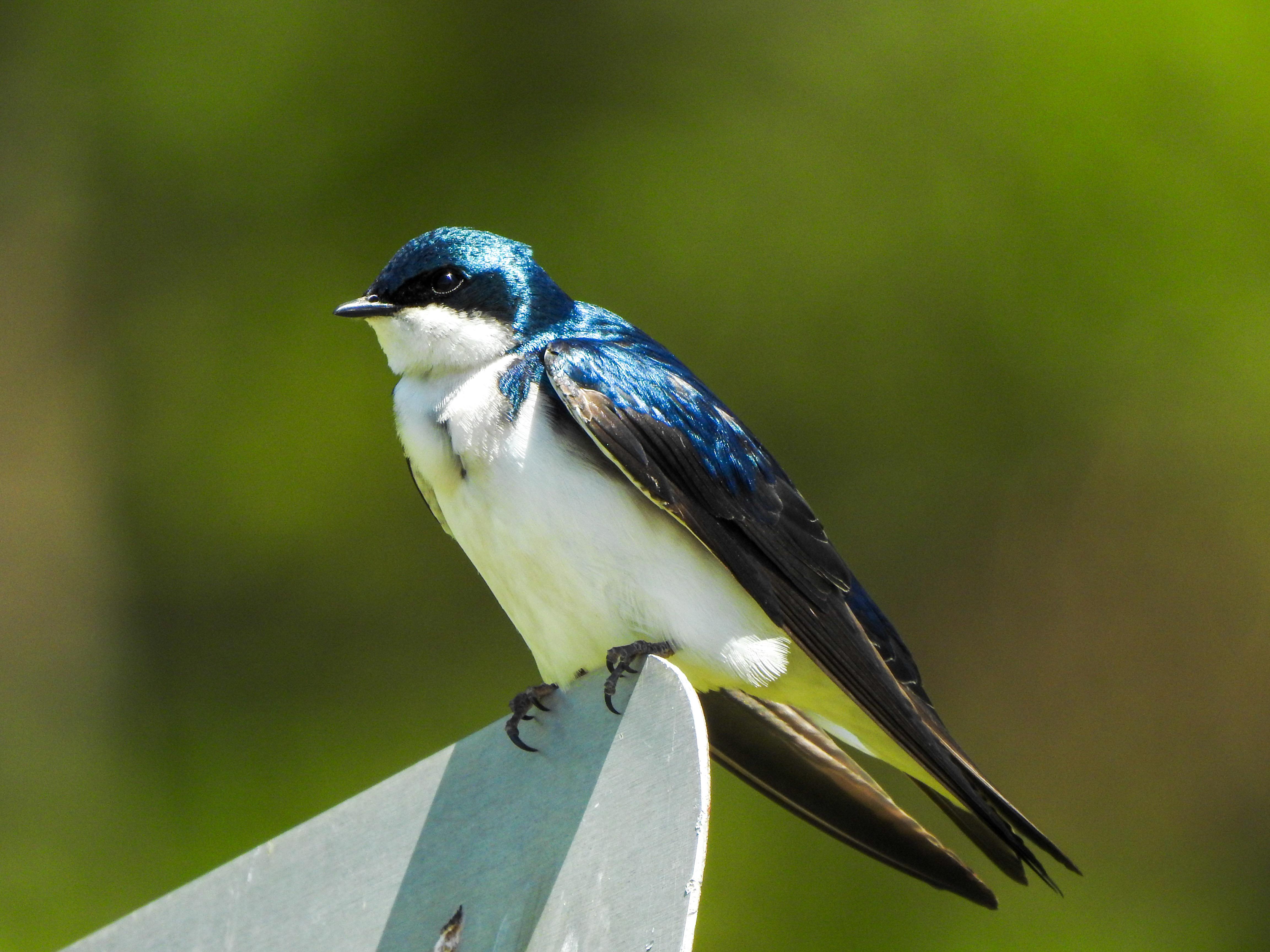 Shiny tree swallow | Scrolller