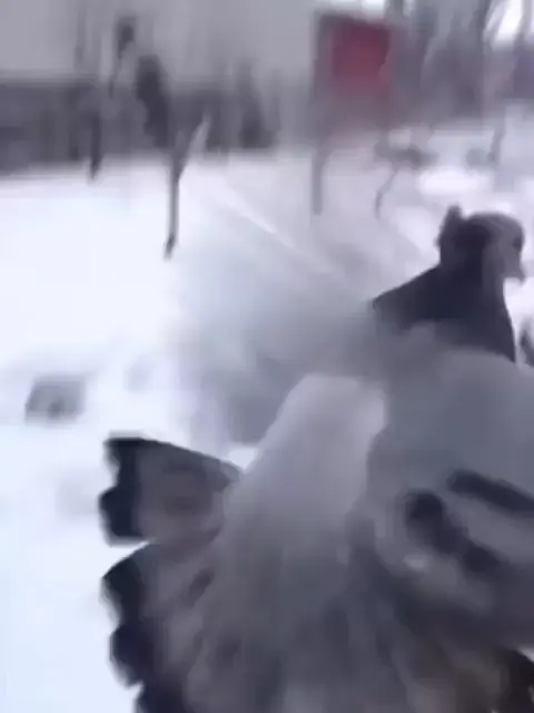 Shitposting day 1 | Scrolller