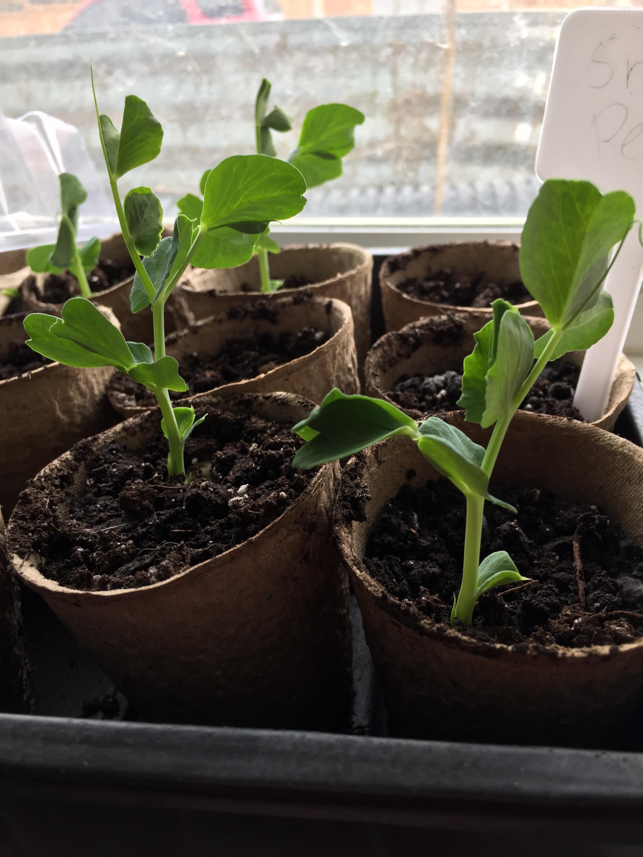 Short peas | Scrolller