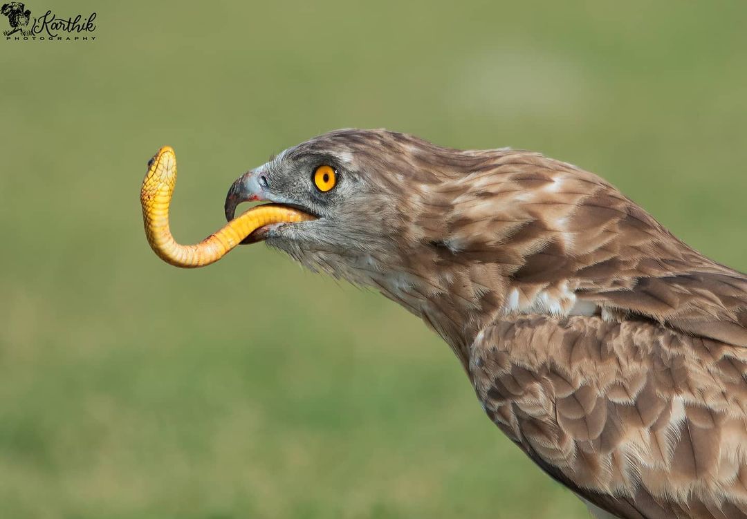 Short-toed Snake Eagle swallowing a rat snake | Scrolller