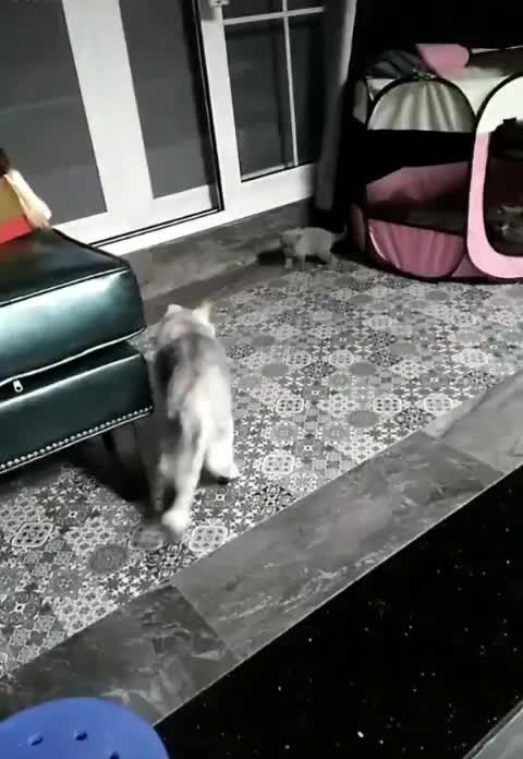 Discover more like CatSlaps: My baby! and Related Content | Scrolller