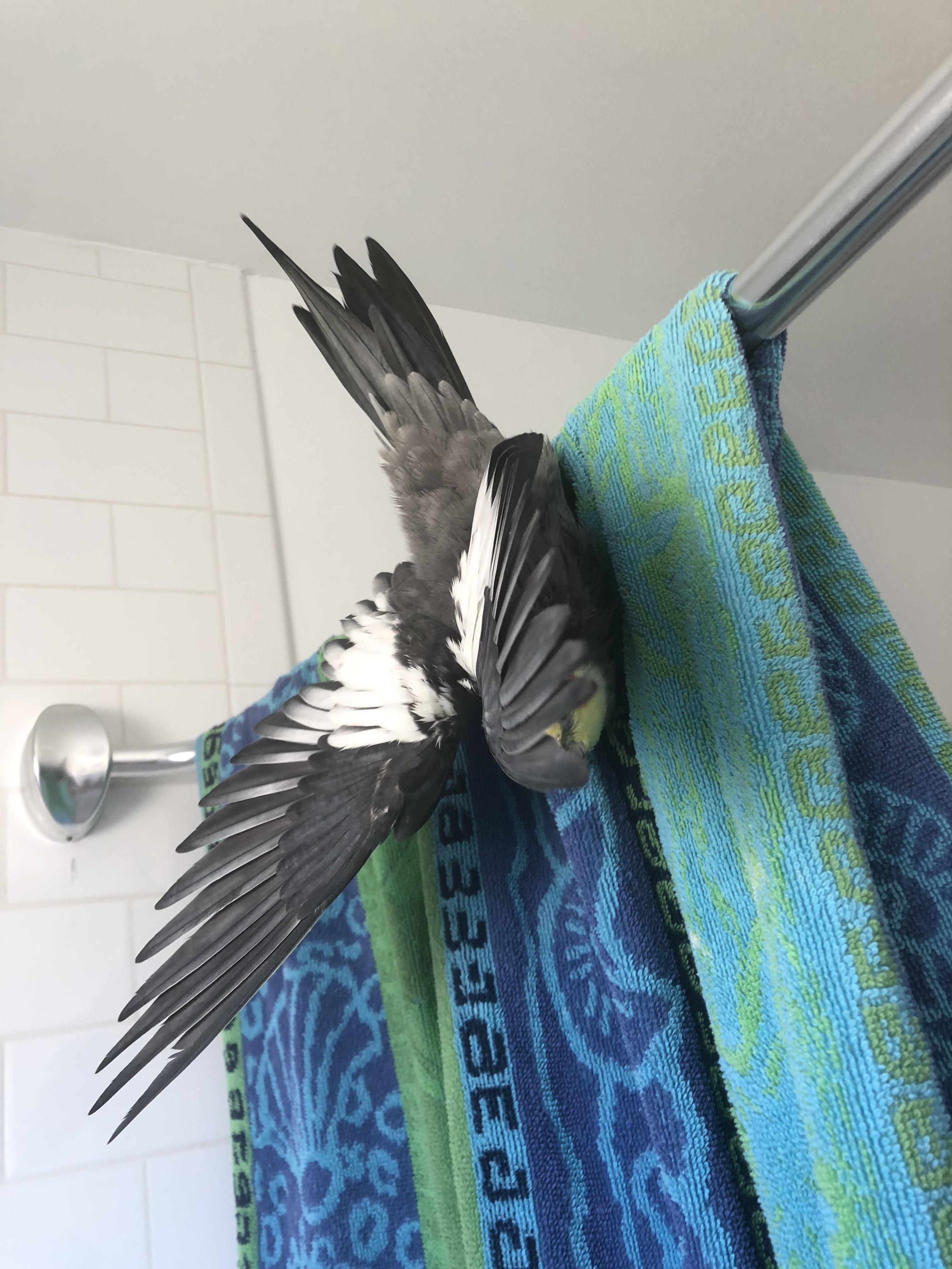 Shower shenanigans | Scrolller