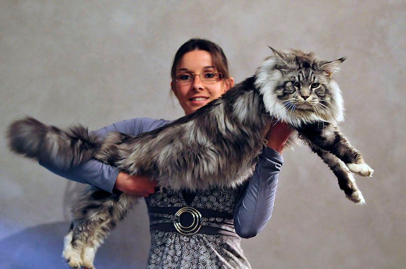 Showing Her Overgrown Pussy With Class Scrolller