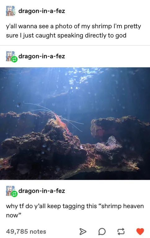 Shrimp,the ascended . | Scrolller