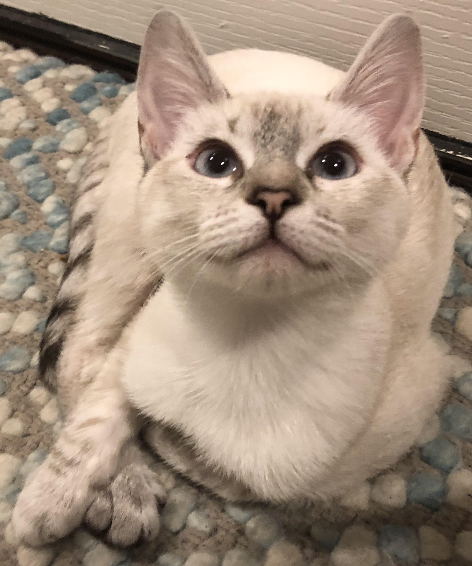 Siamese Sweetie Pie! | Scrolller