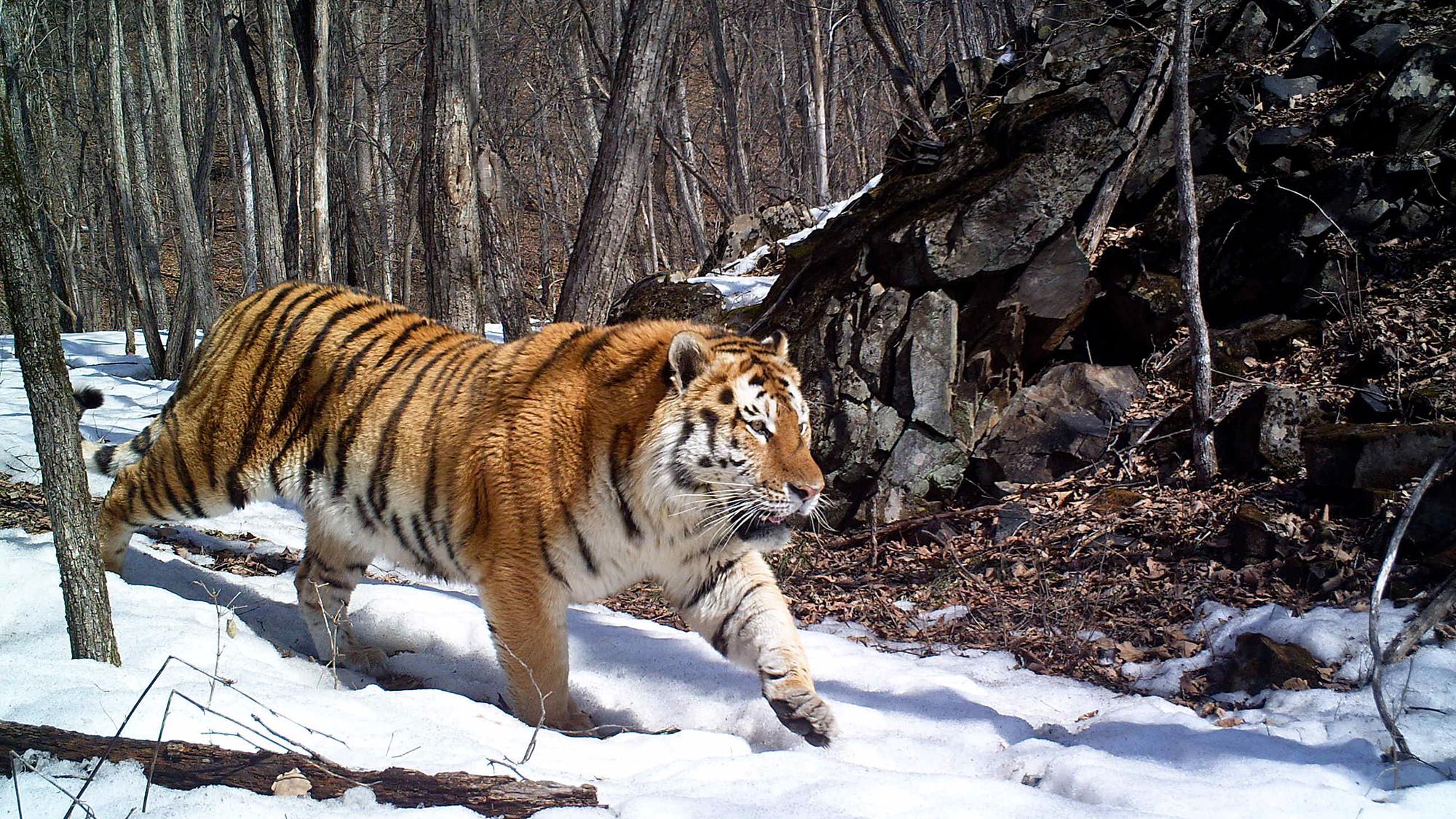 Siberian Tiger | Scrolller