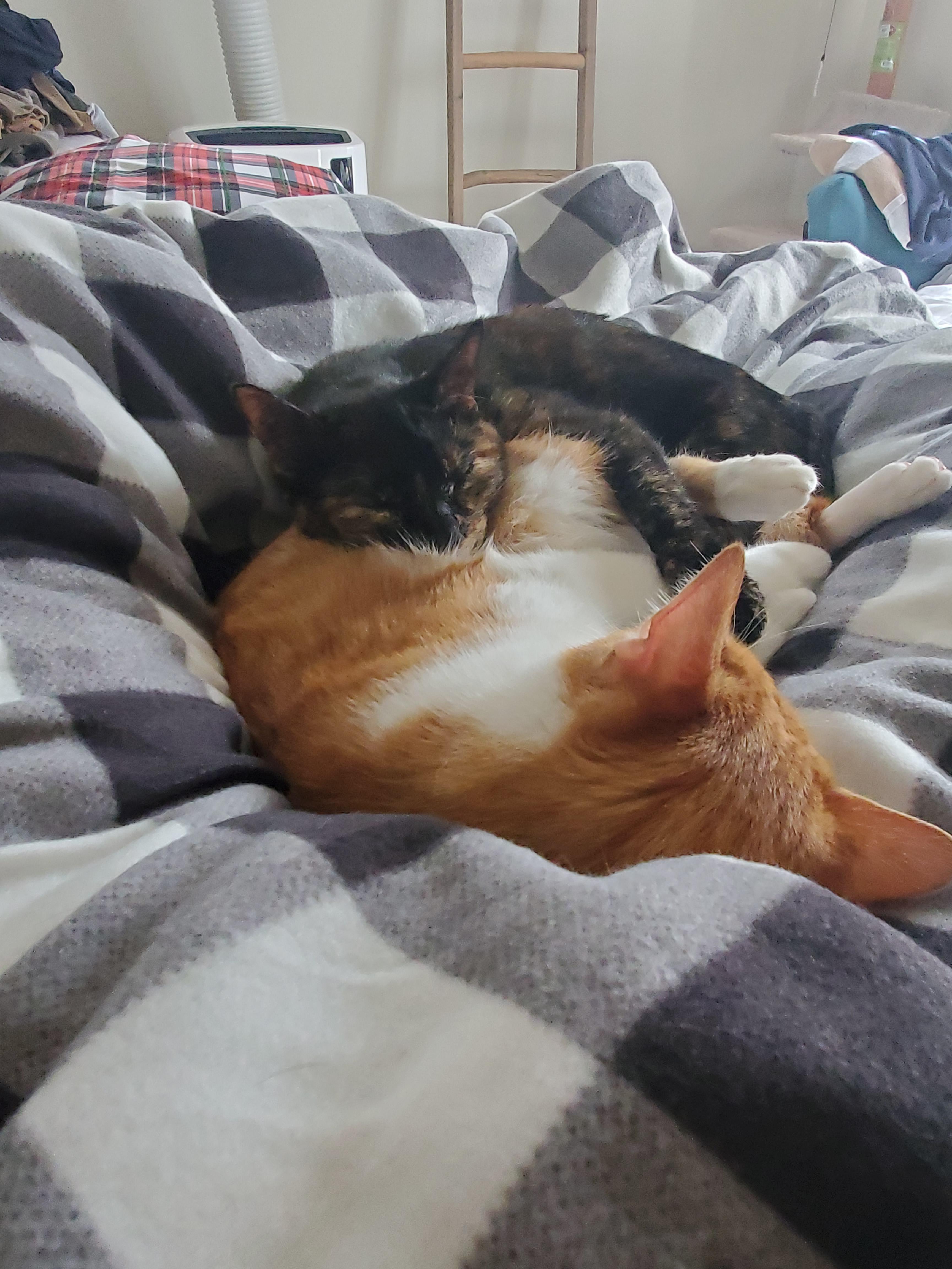 Sibling love | Scrolller