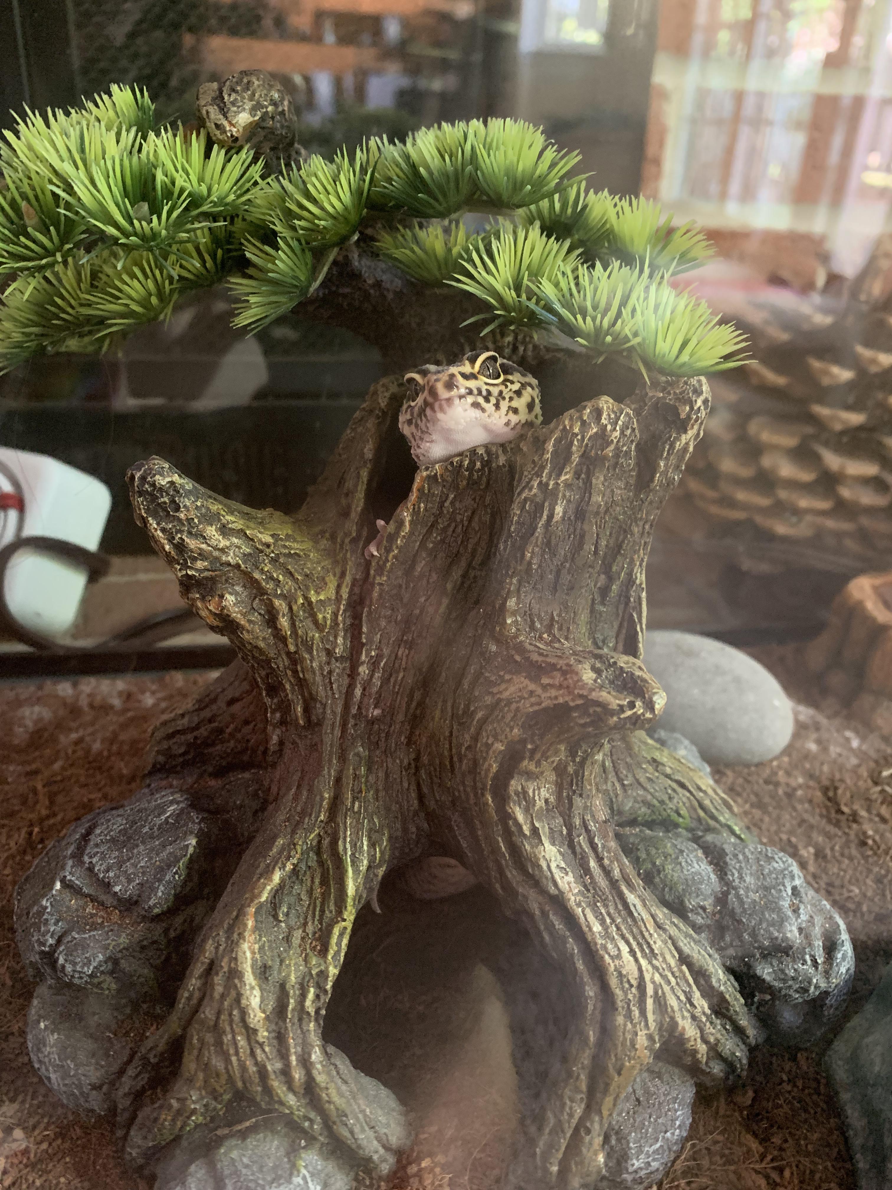 Silly geck | Scrolller