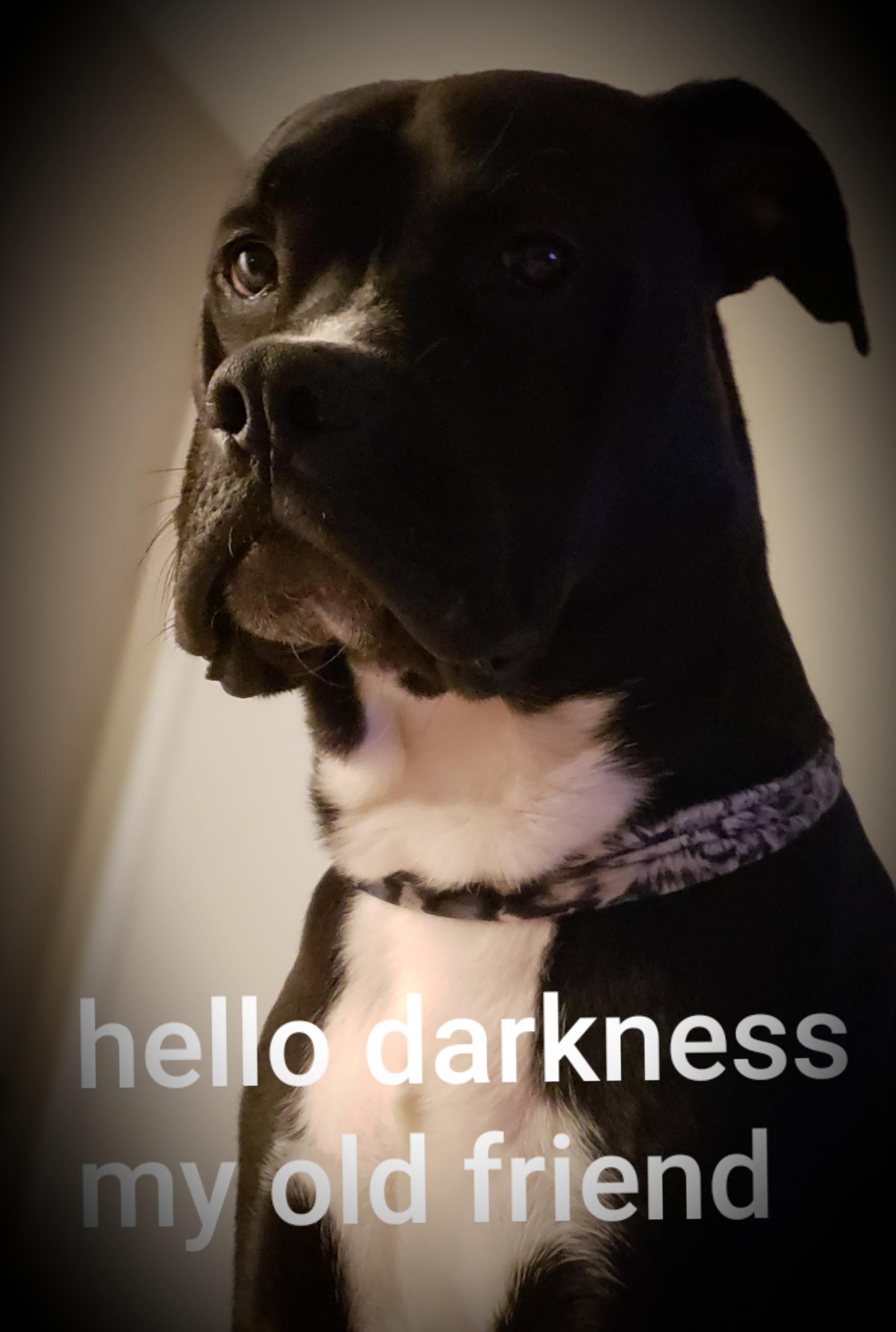 Simon and Pupfunkle | Scrolller