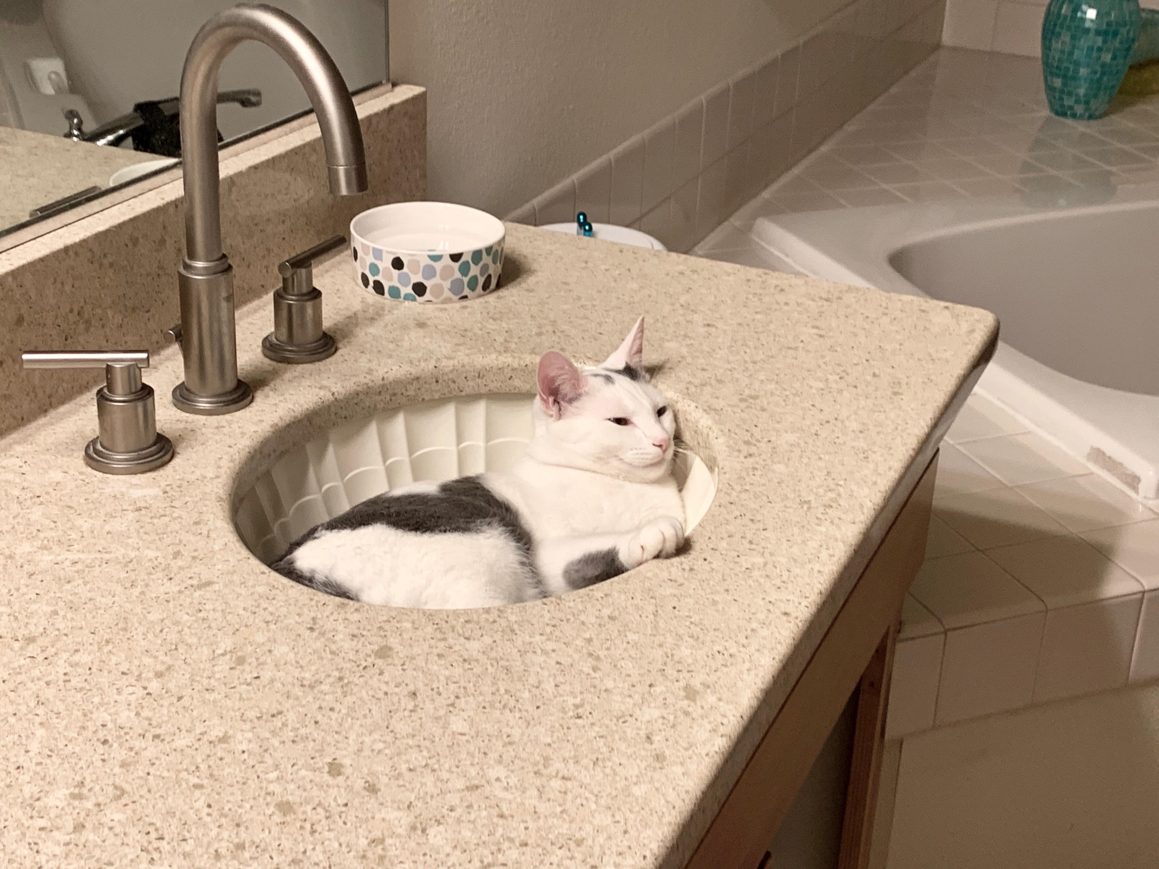 sink cat | Scrolller