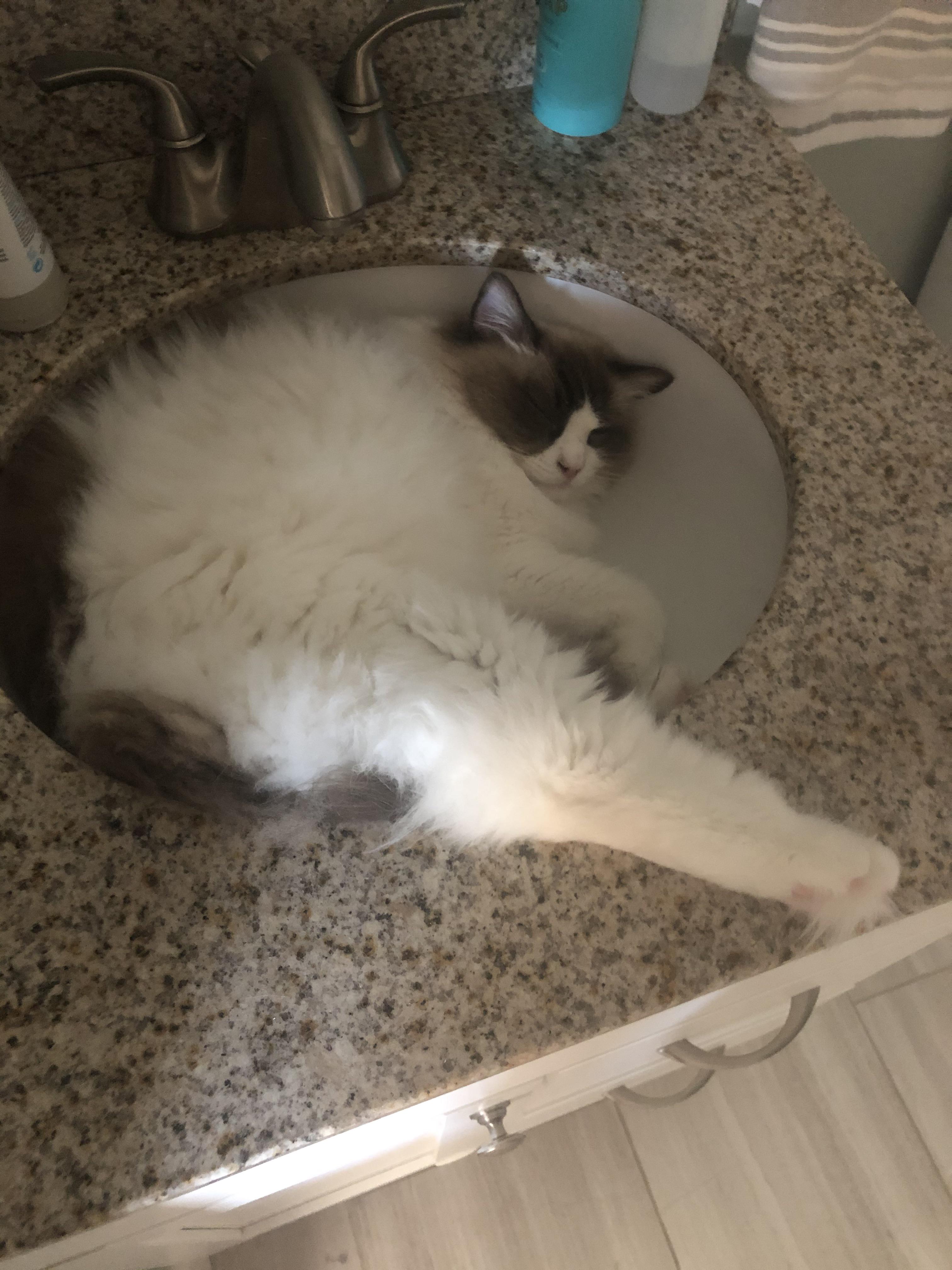 Sink cat Stan showing some leg | Scrolller