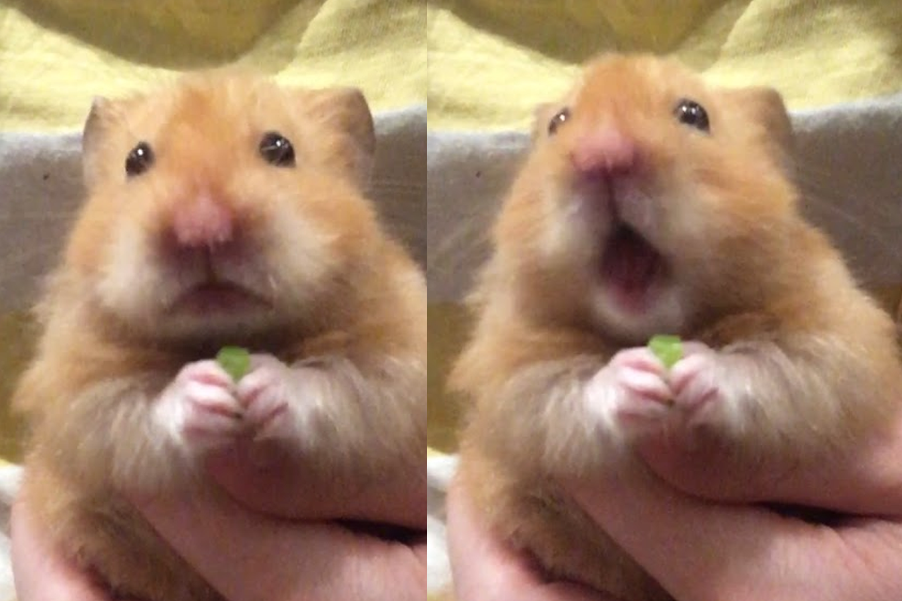 "Sir, are you aware that you are a hamster?" | Scrolller