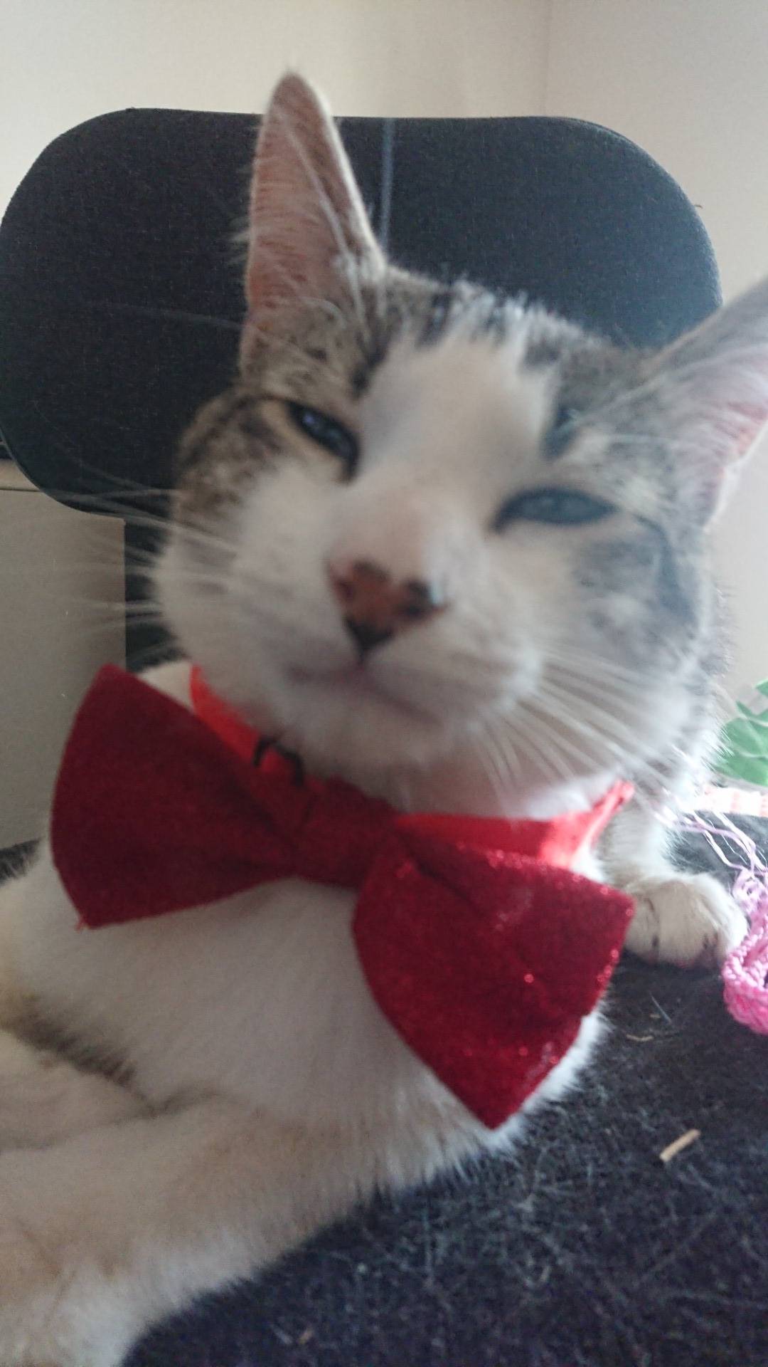 Sir Flanky McToebeans, catnip addict. | Scrolller