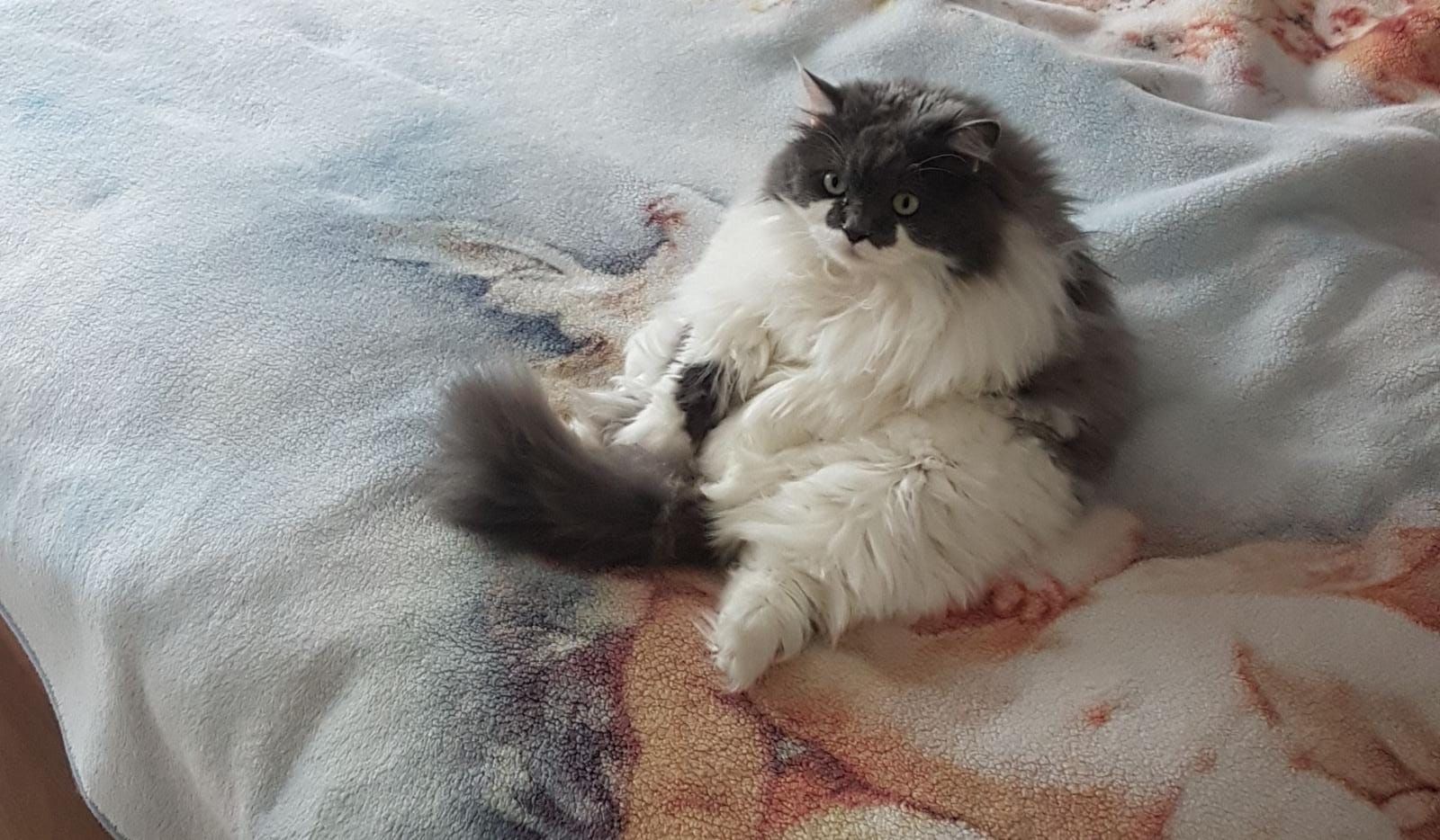 Sitting Chonky | Scrolller