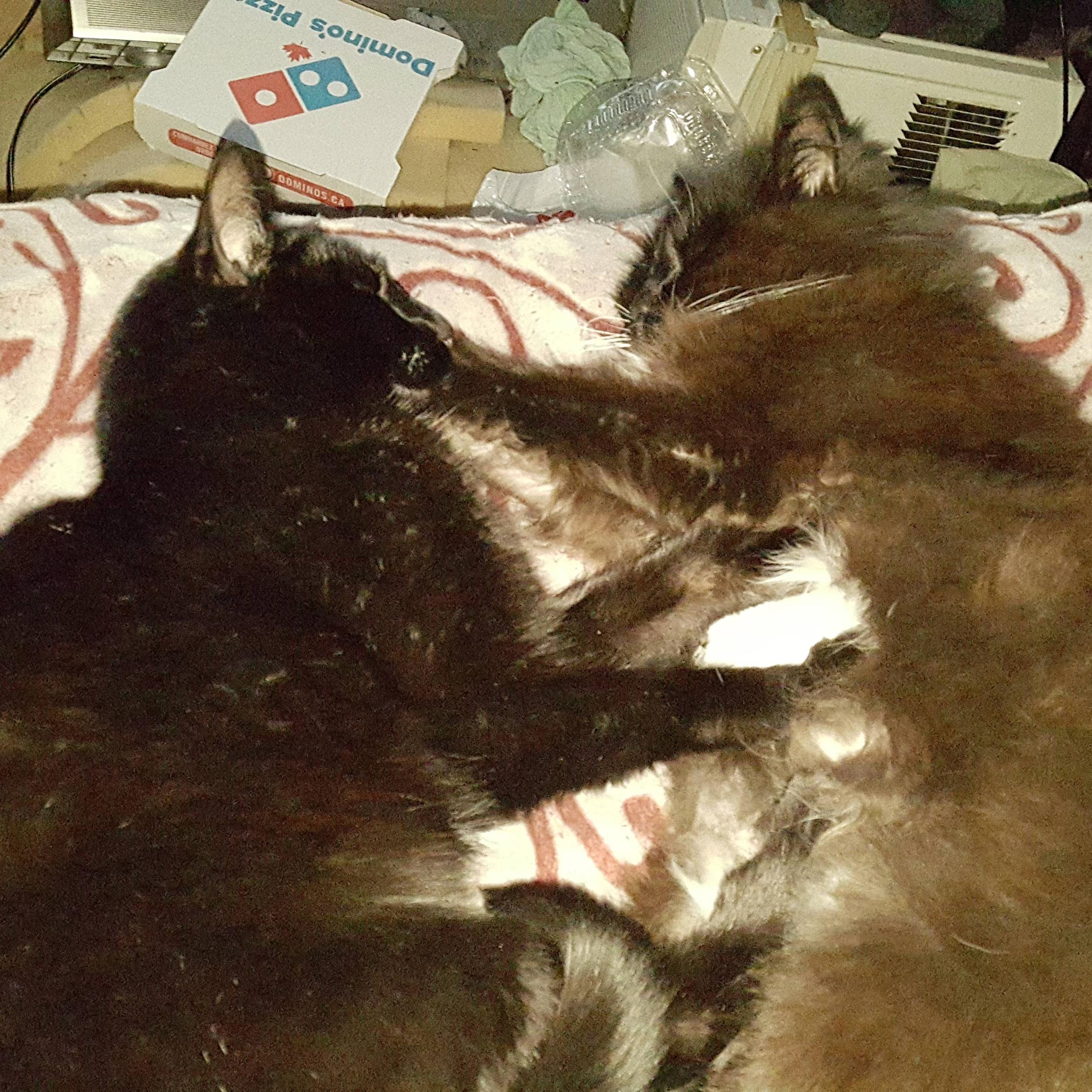 Sixx and Sebastian cuddling | Scrolller