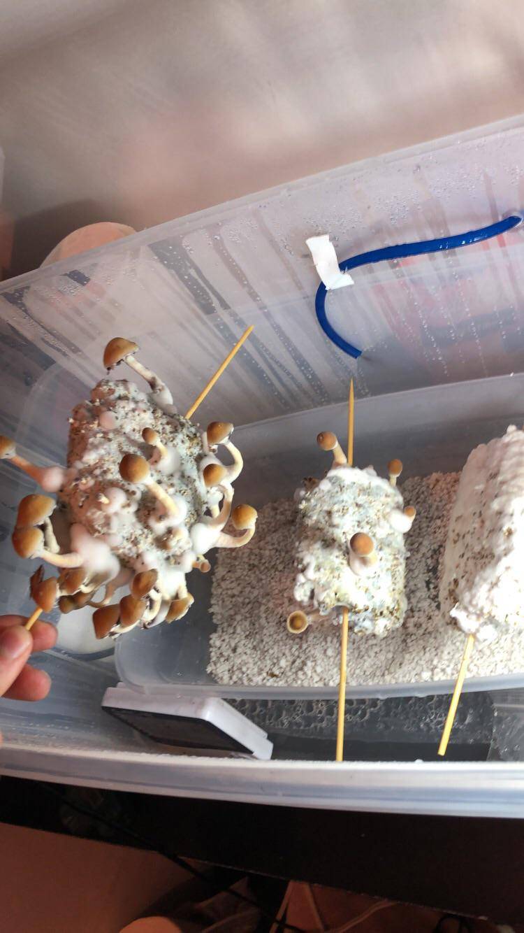 Skewer TEK FTW | Scrolller