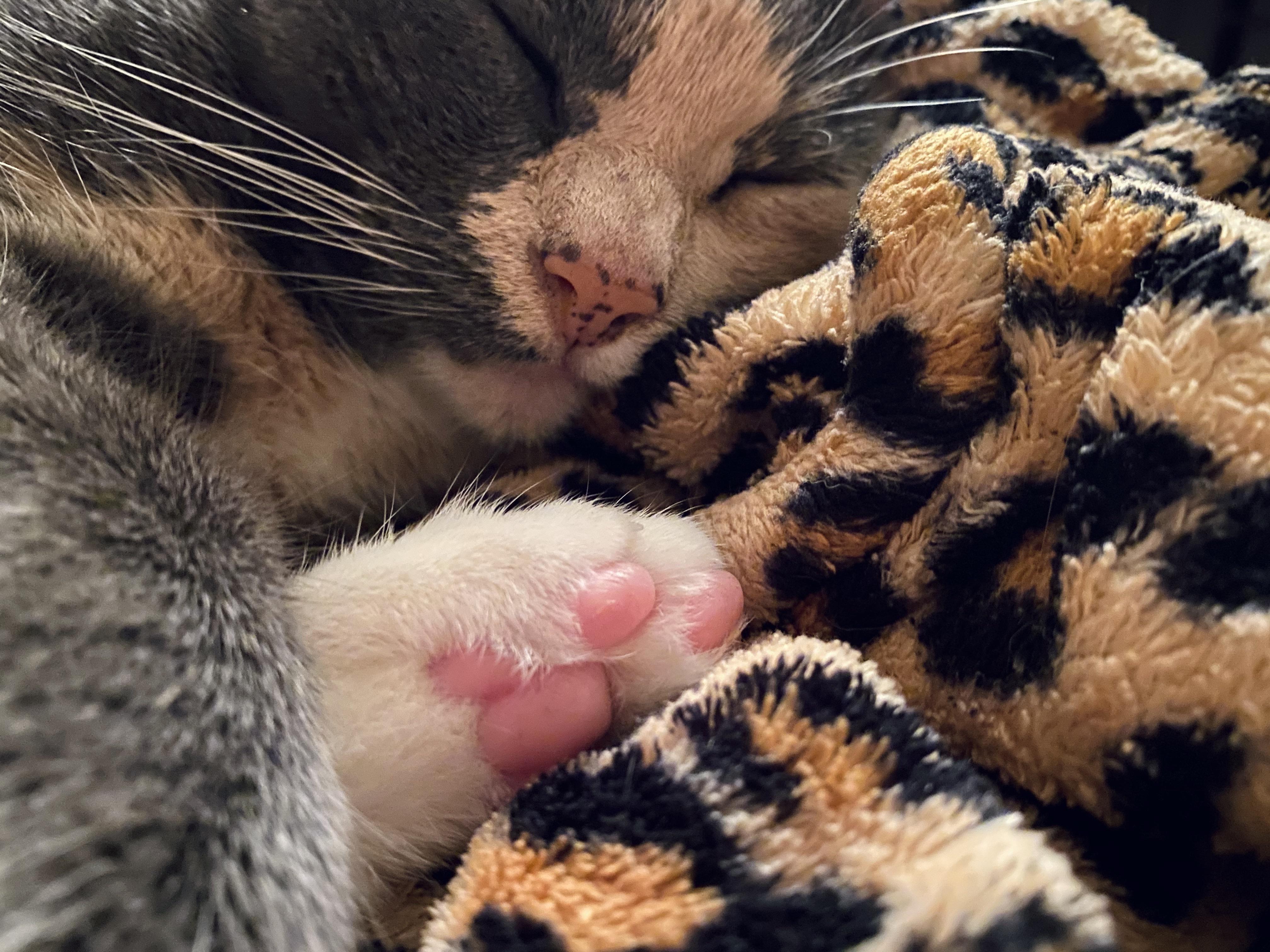 Sleeping beans | Scrolller