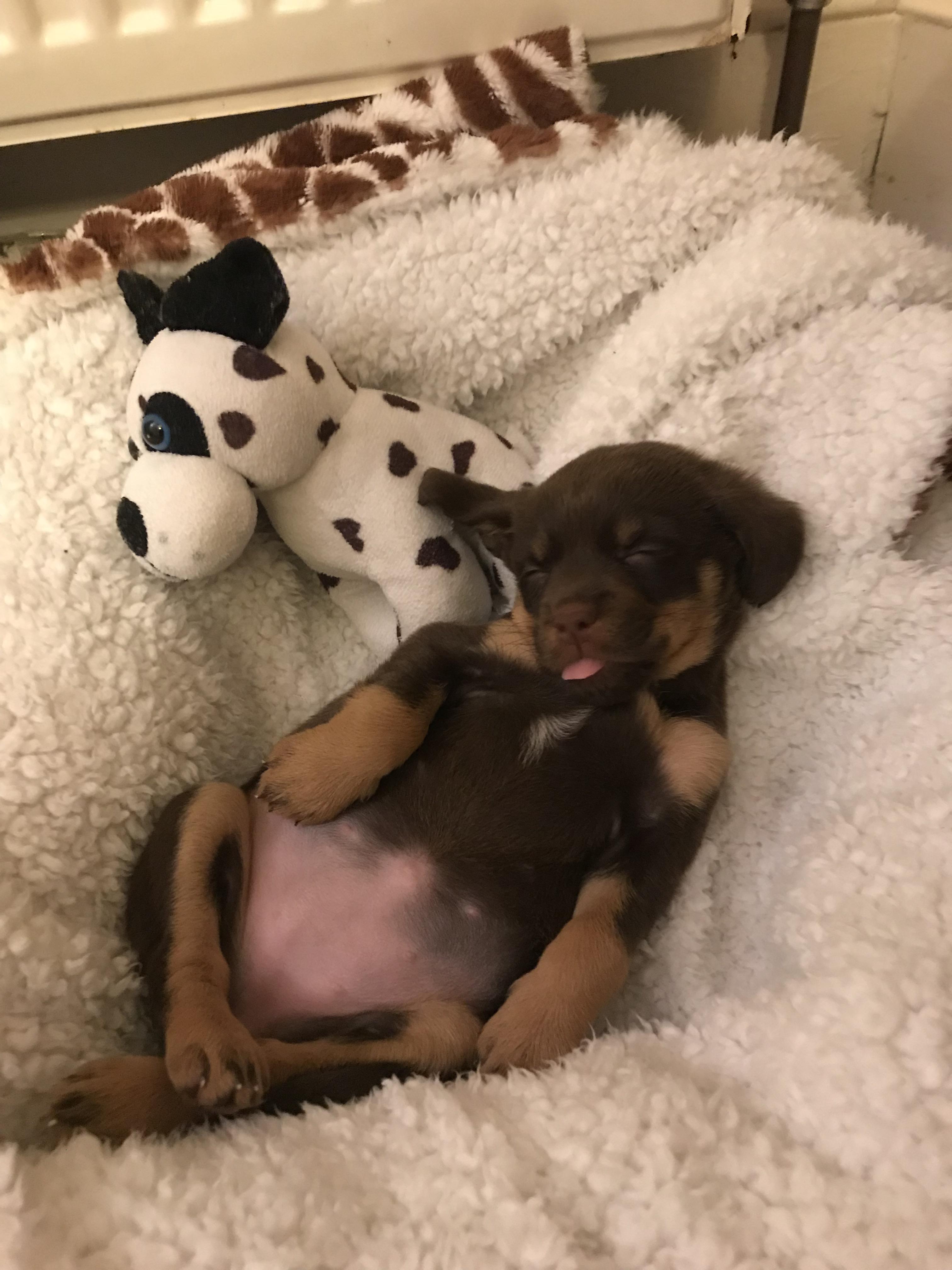 Sleeping blop with a full belly! ️ | Scrolller