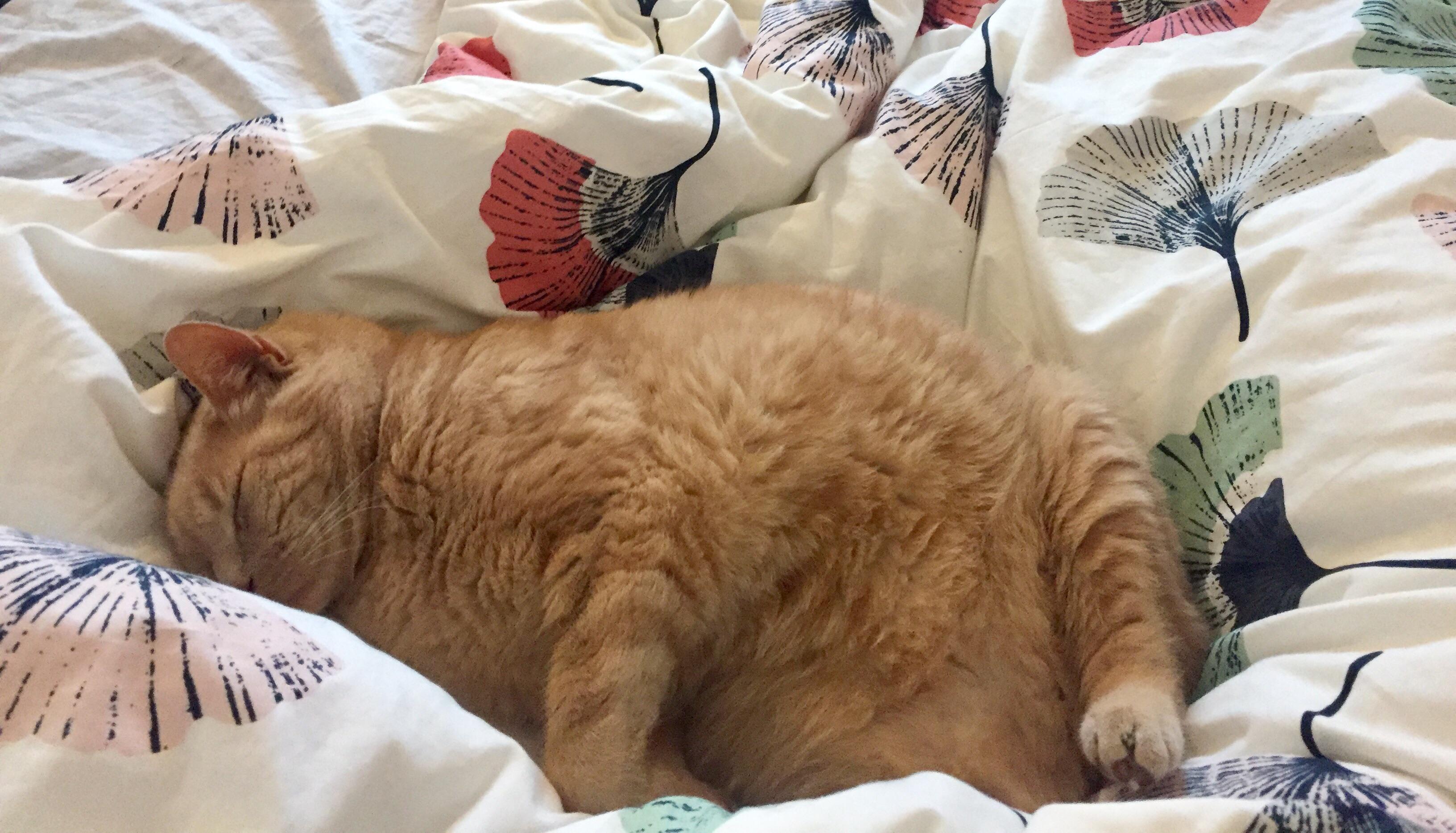 Sleeping chonker | Scrolller