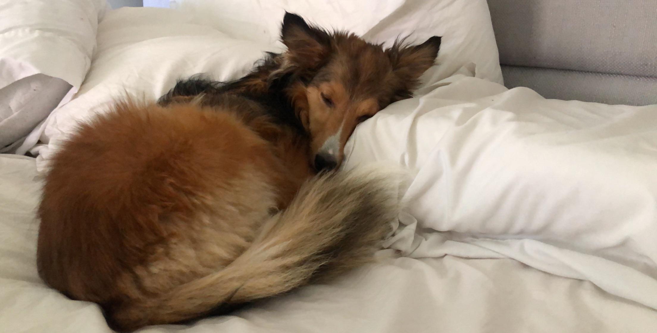 Sleeping in the warm spot | Scrolller